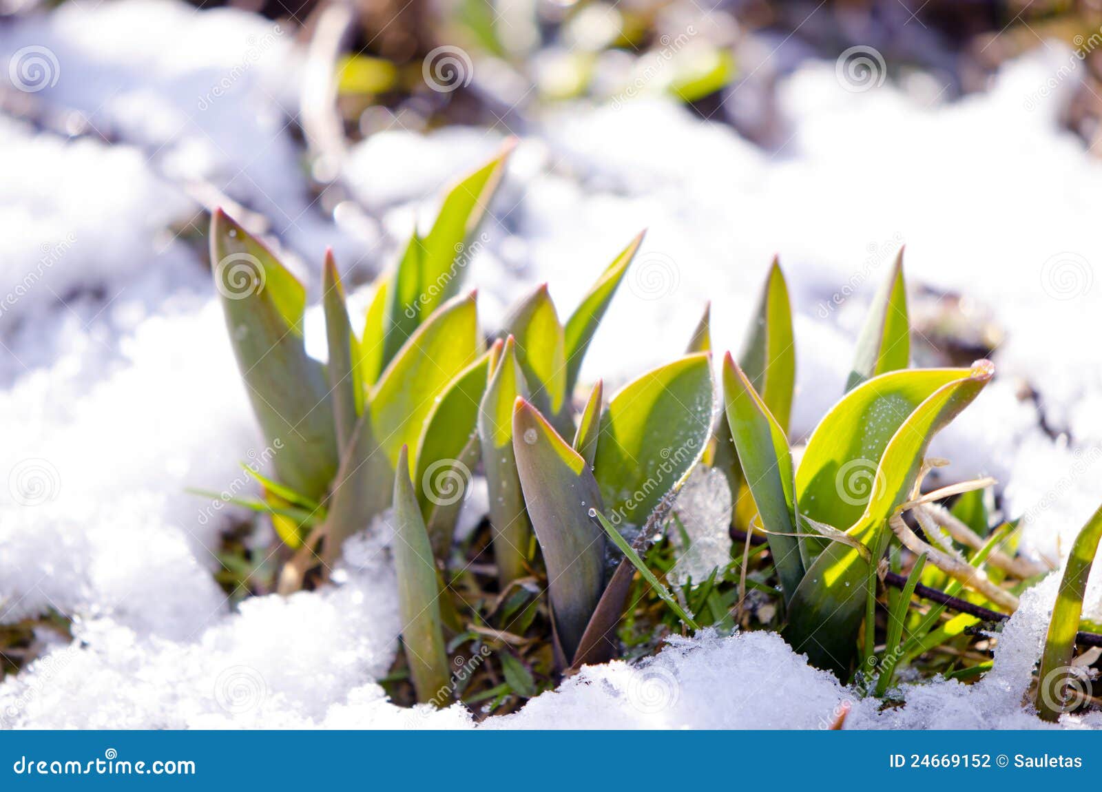 Winter Melting Into Spring