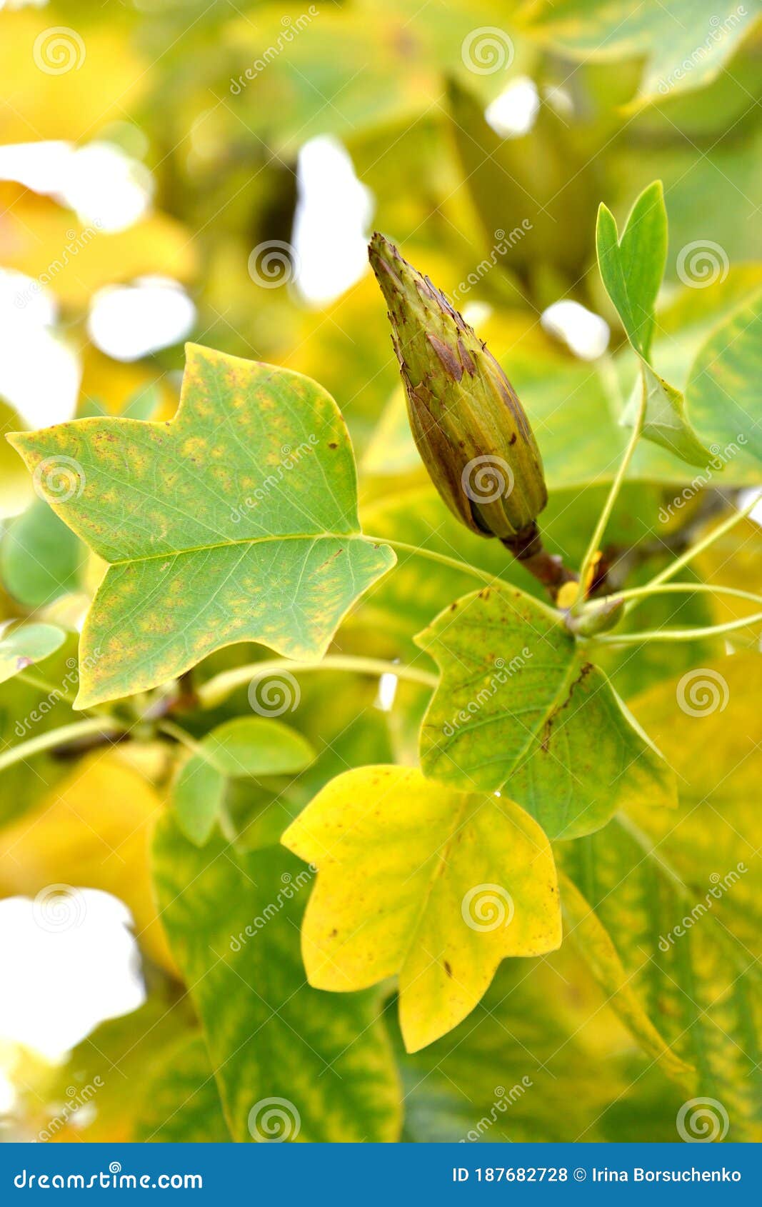 Tulip Lyriodendron Fruit Tulip Tree Liriodendron Tulipifera L Stock ...