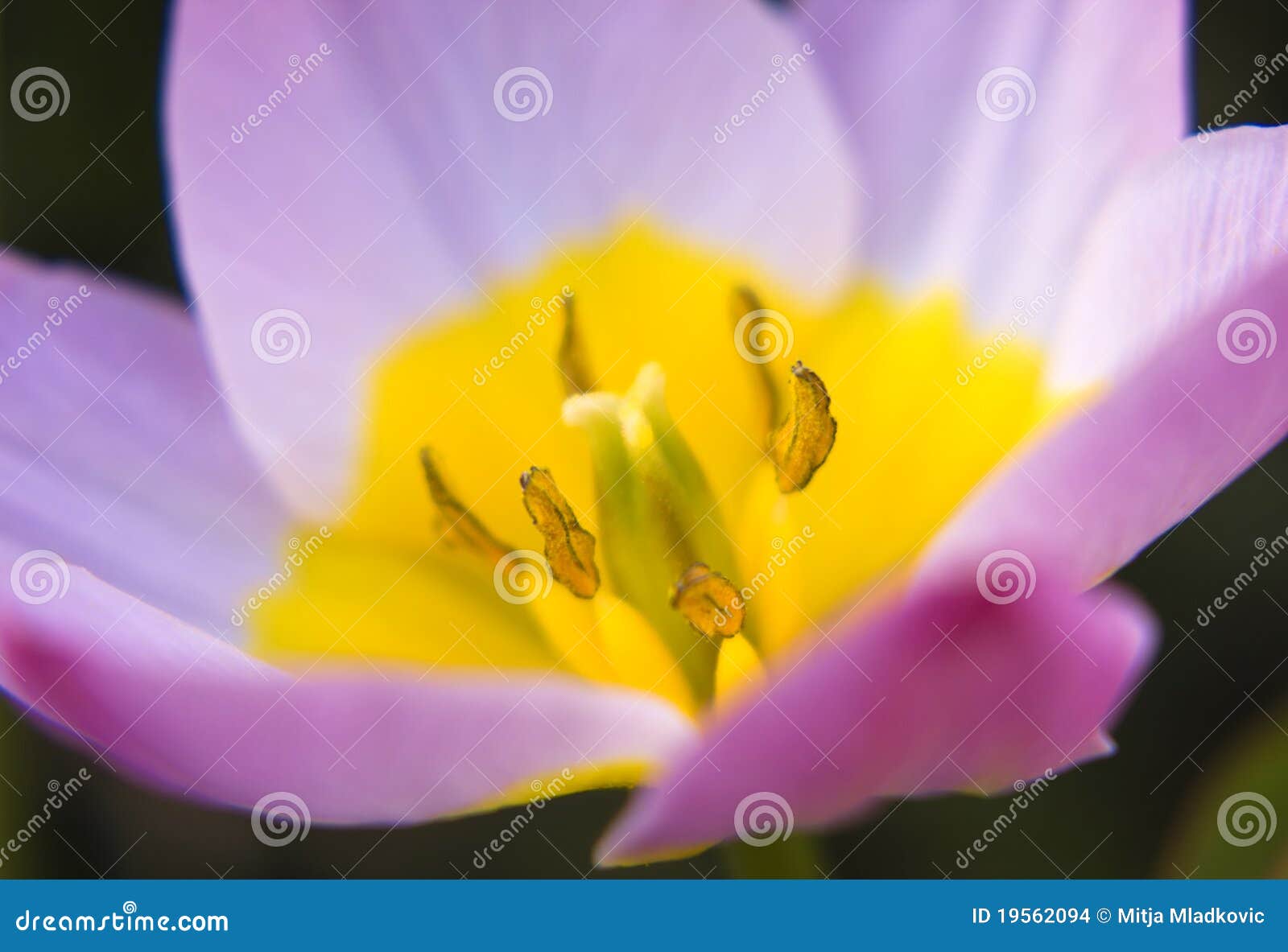 Tulip macro stock photo. Image of purple, flower, detail - 19562094