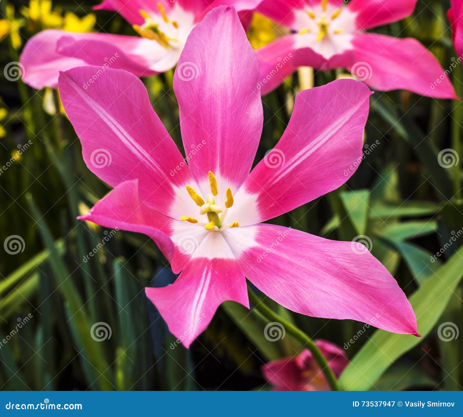 Tulip Mariette stock image. Image of green, plant, head - 73537947