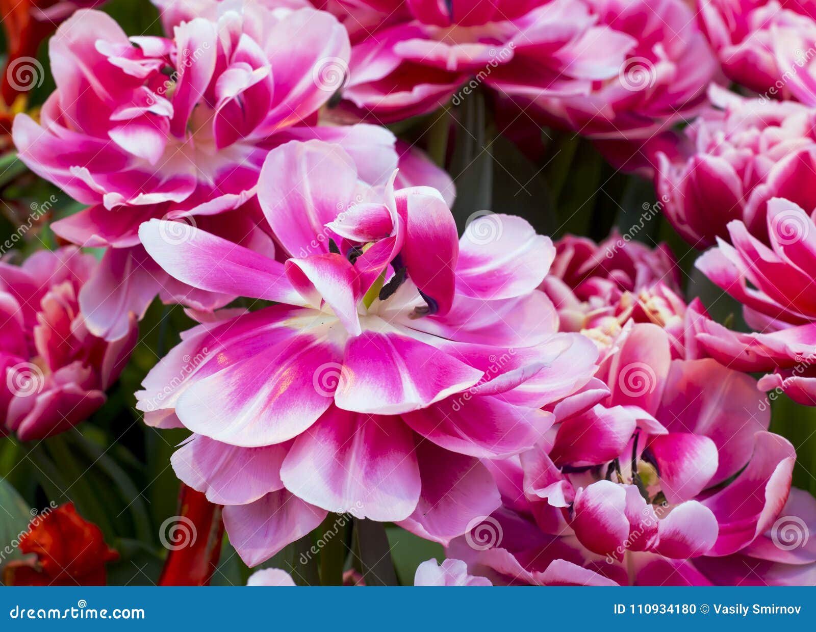 Tulip `Mariette` stock photo. Image of botany, plant - 110934180