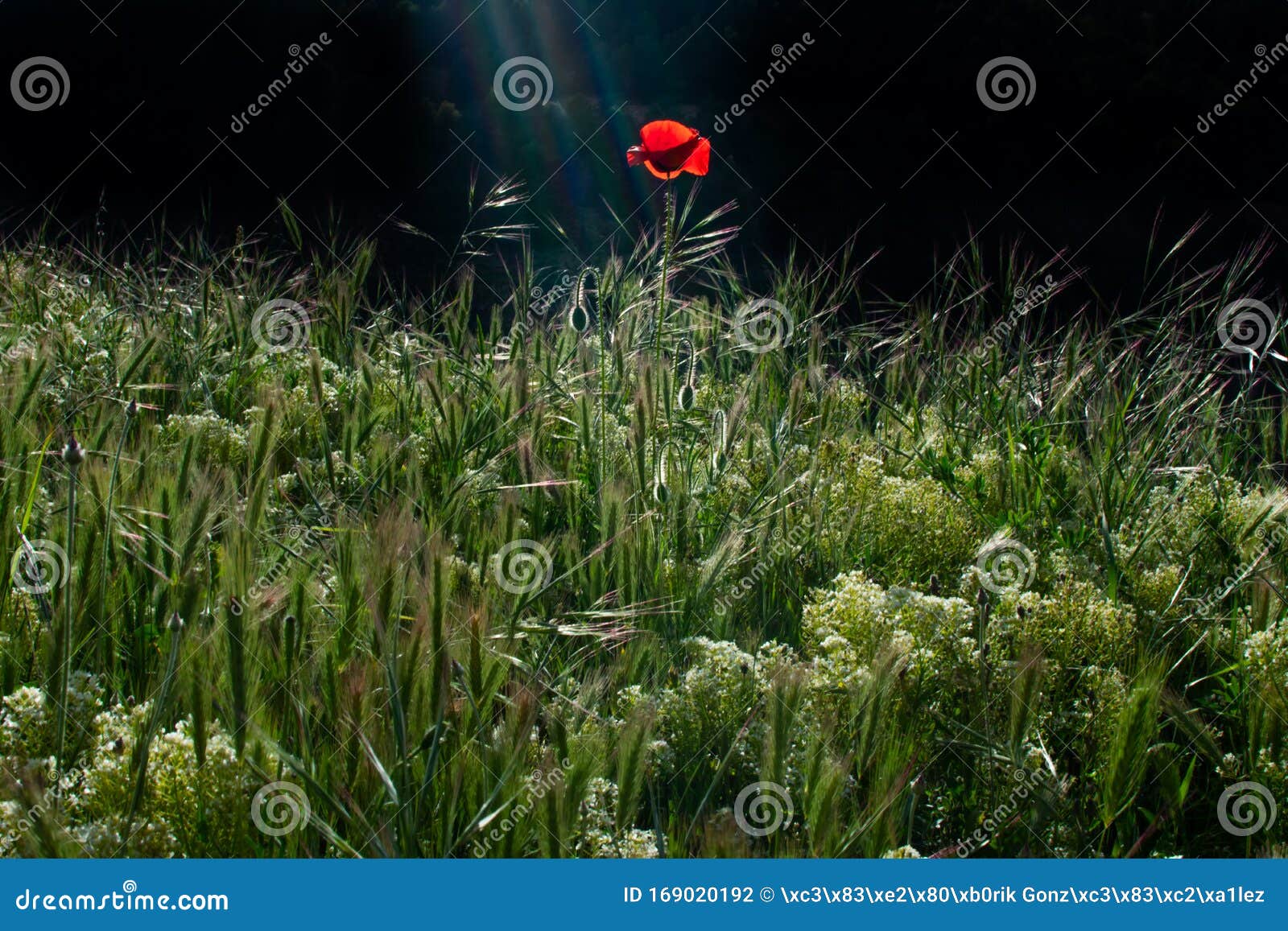 Tulip in the Middle of a Meadow Stock Photo - Image of grow, nature ...