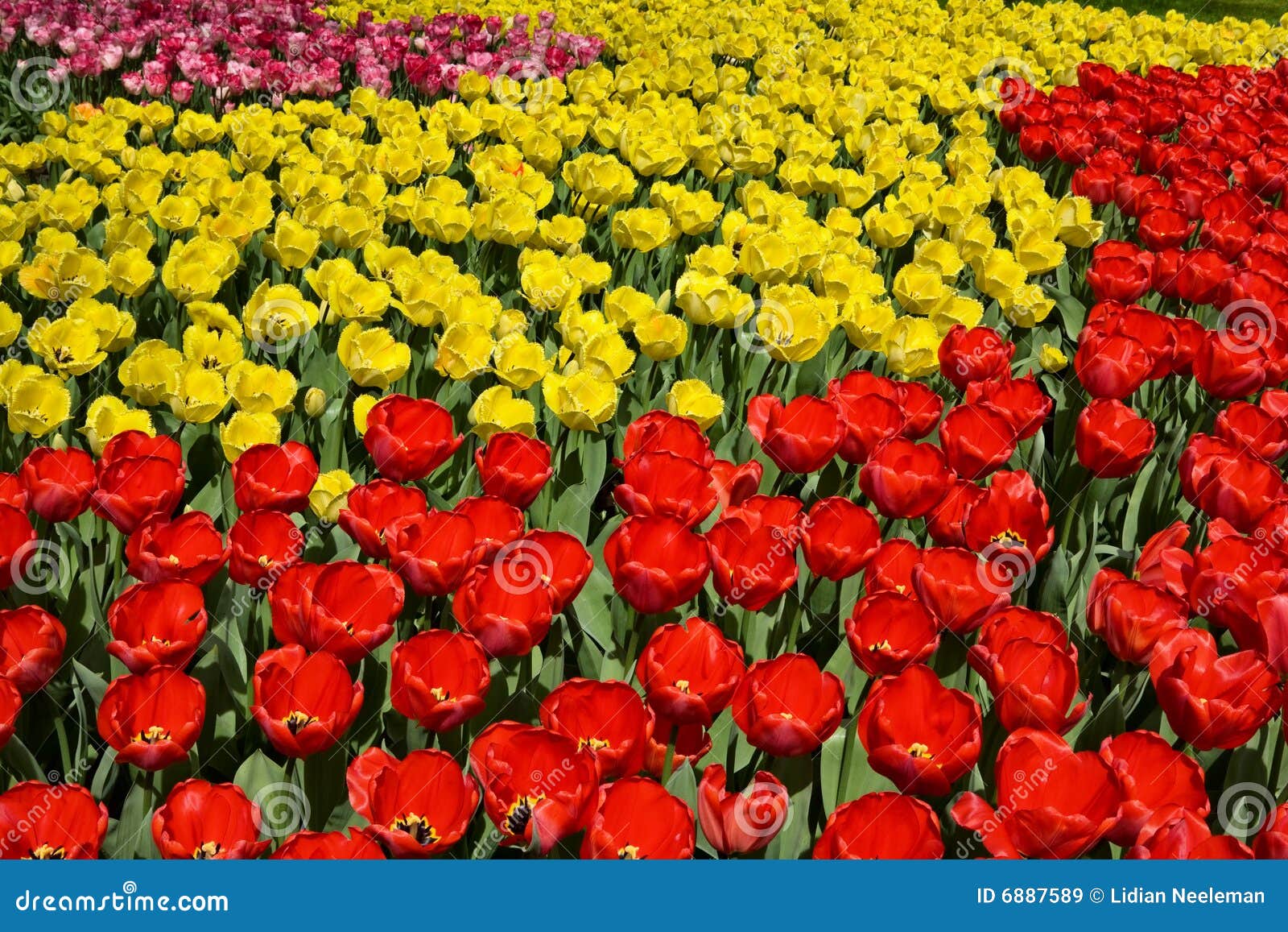 Tulip mix stock image. Image of yard, exhibition, spring - 6887589