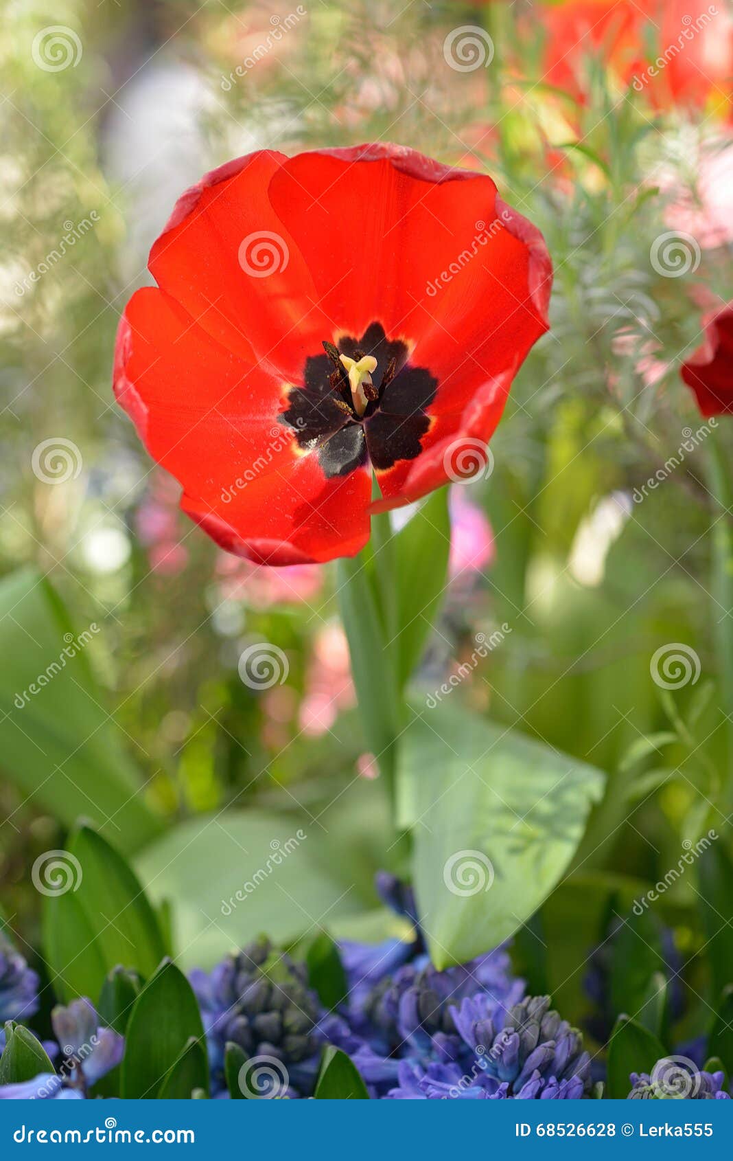Tulip Parade foto de archivo. Imagen de resorte, belleza - 68526628