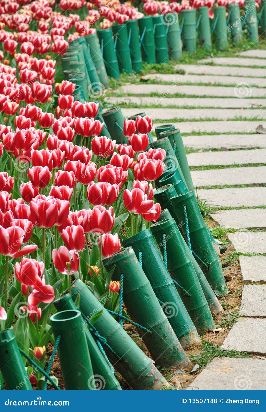 Tulip and path stock photo. Image of leisure, season - 13507188
