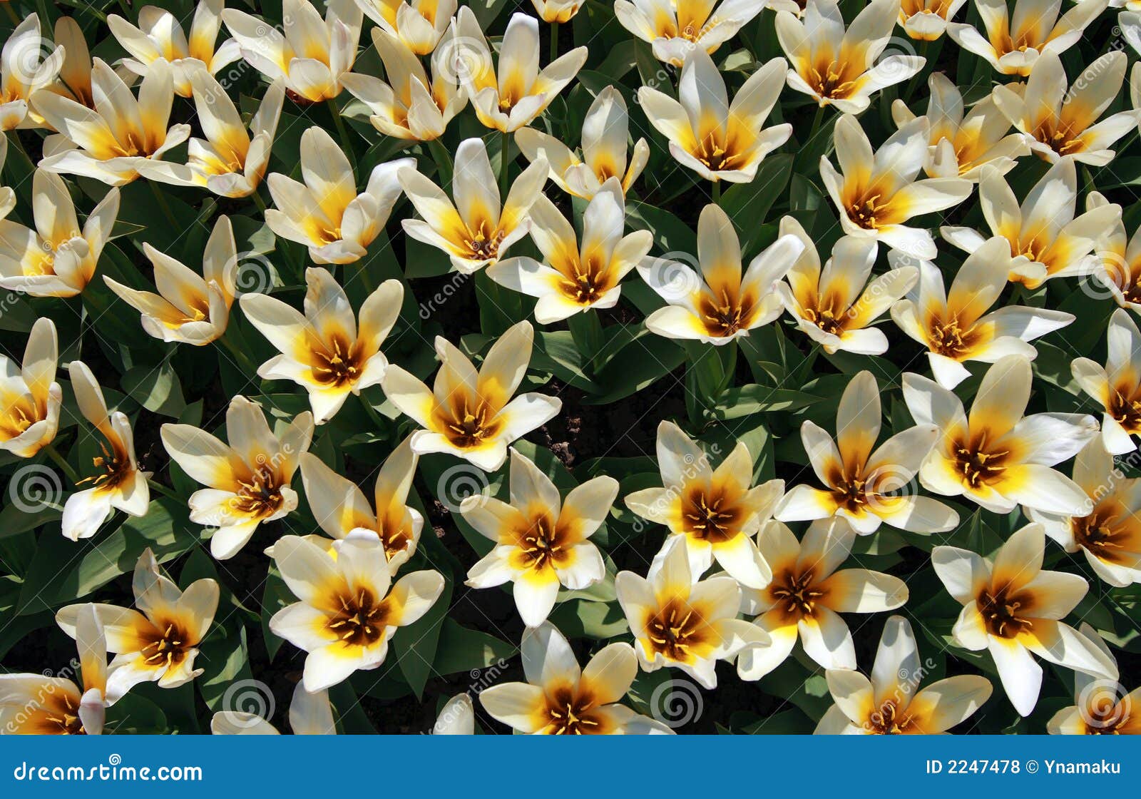 Tulip Pattern Picture. Image: 2247478
