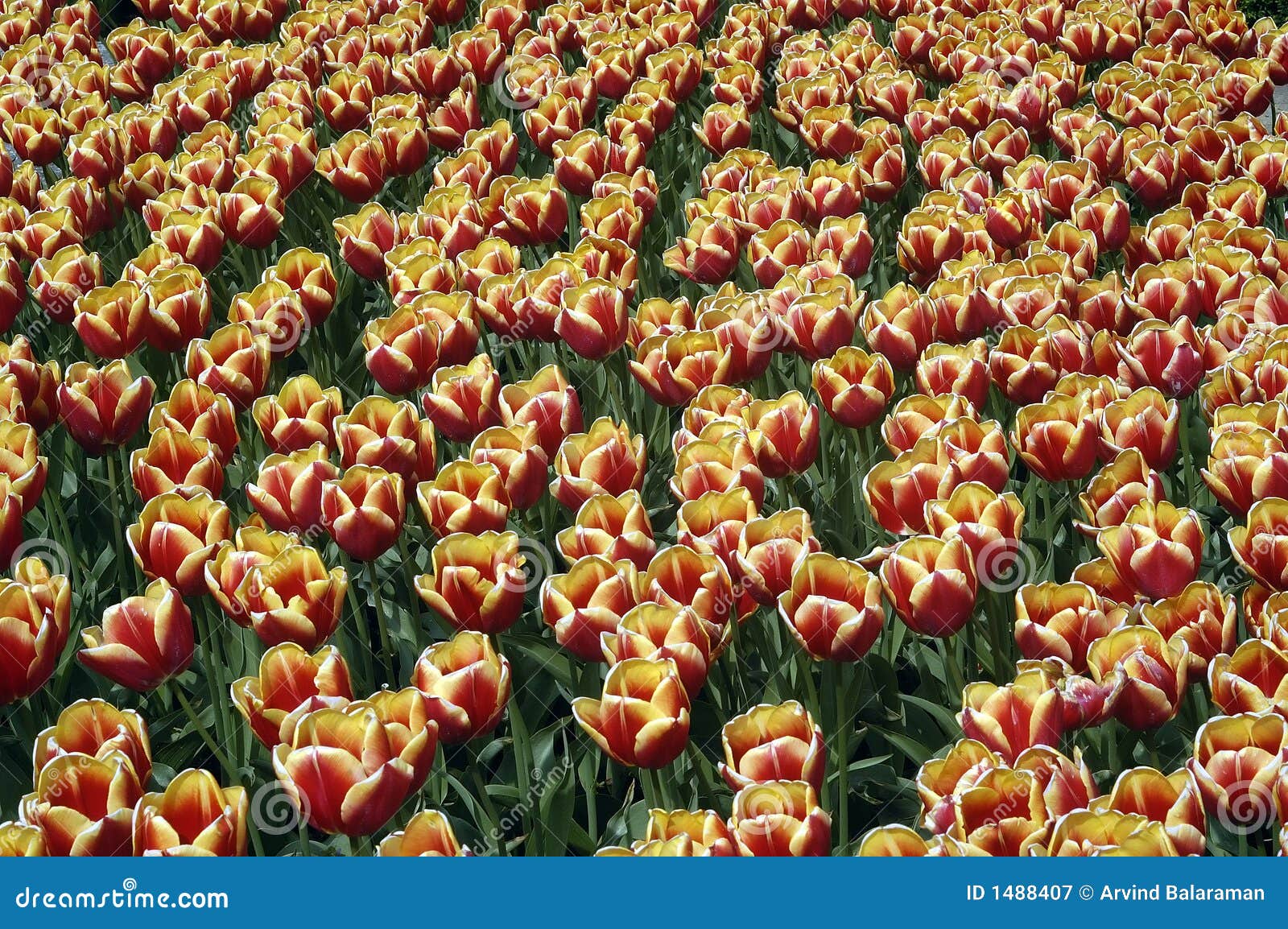 Tulip Patterns stock image. Image of botanical, vegetation - 1488407
