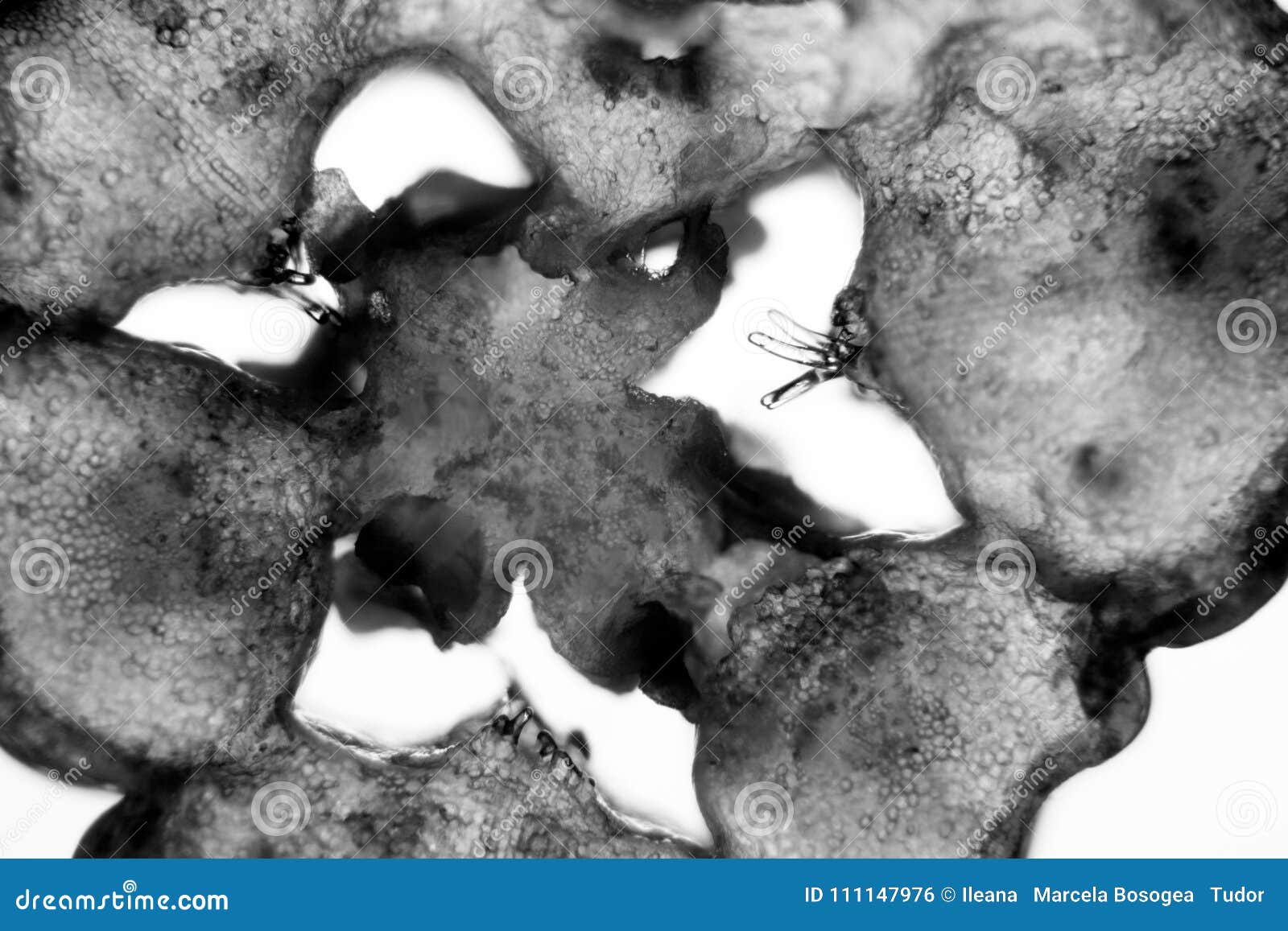 Tulip Pestle Section at the Microscope Stock Photo - Image of pattern ...