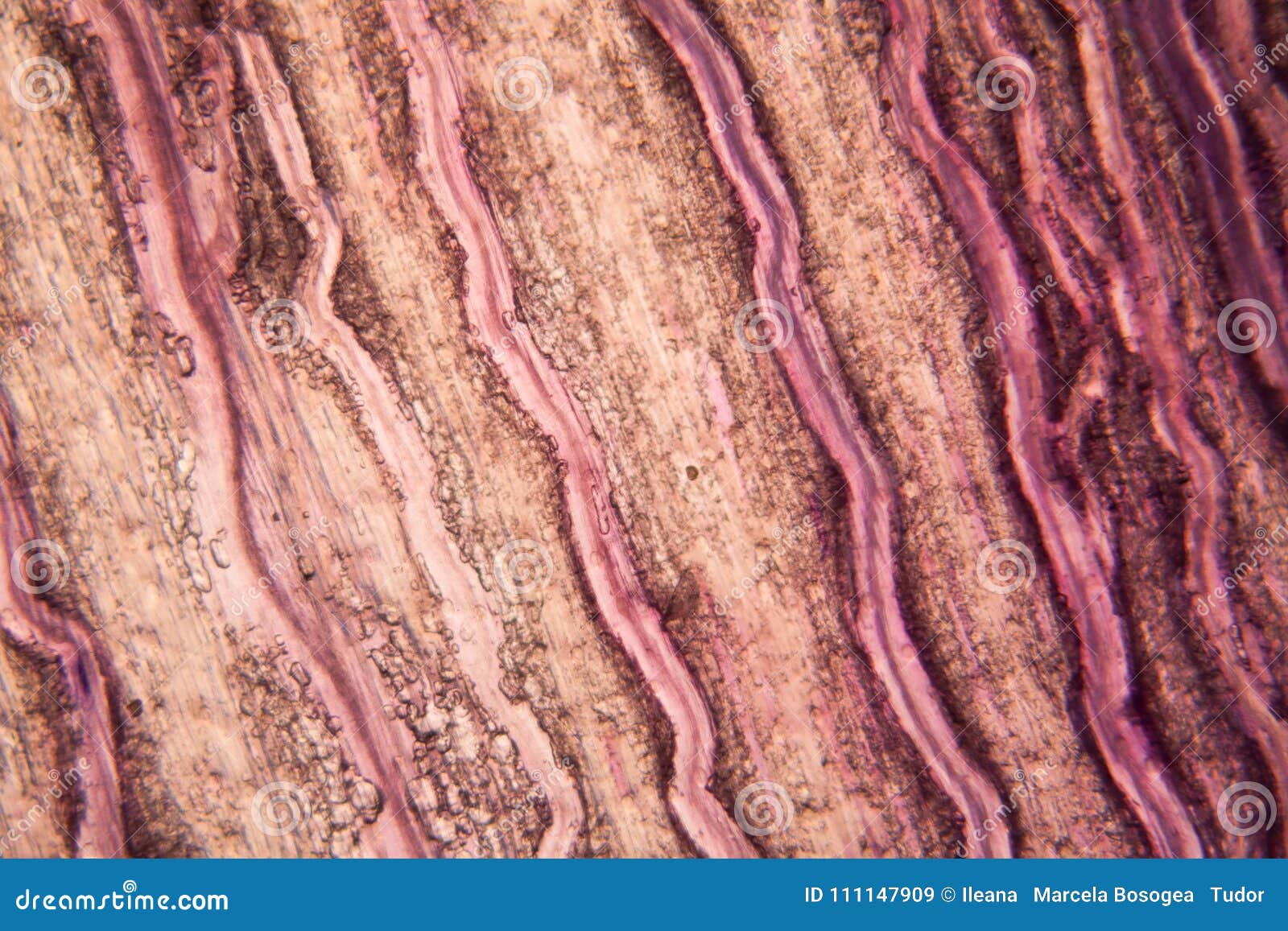 Tulip Petal at the Microscope Stock Image - Image of microscope, garden ...