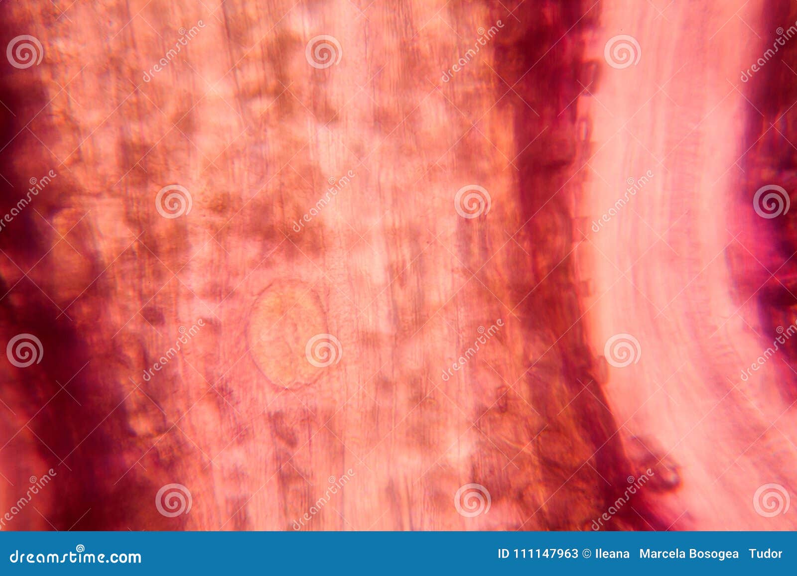 Tulip Petal at the Microscope Stock Image - Image of season, abstract ...