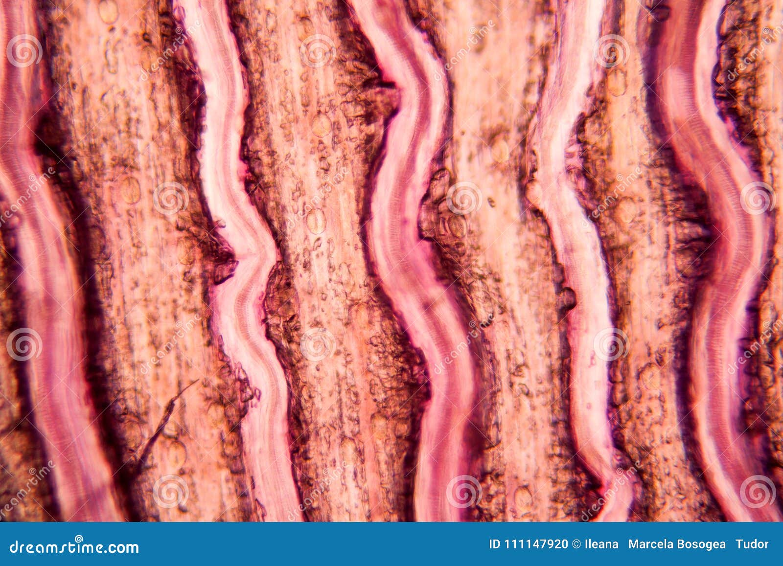 Tulip Petal at the Microscope Stock Photo - Image of foliage, botanical ...