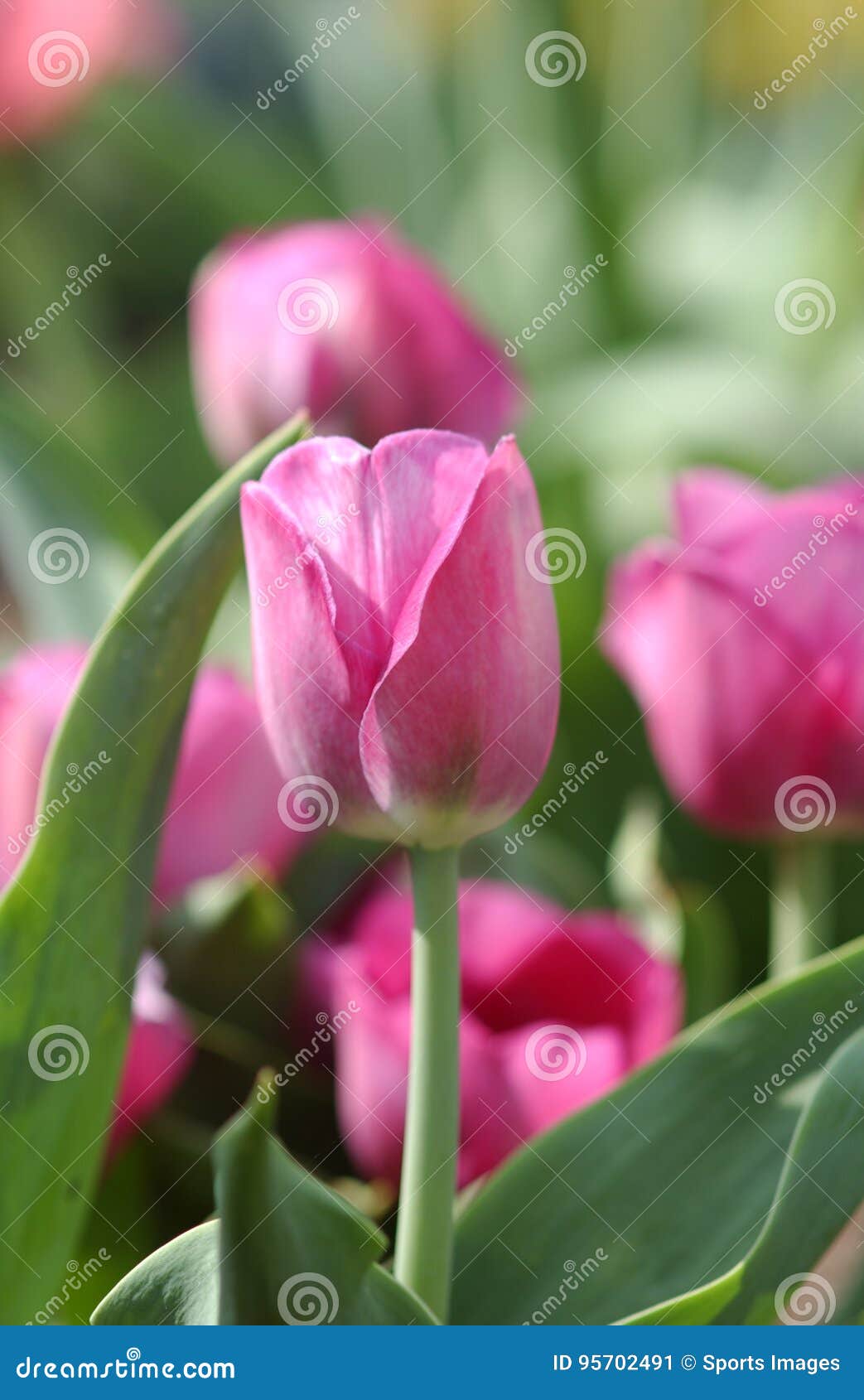Tulip of Pink Color stock image. Image of colorful, beauty - 95702491
