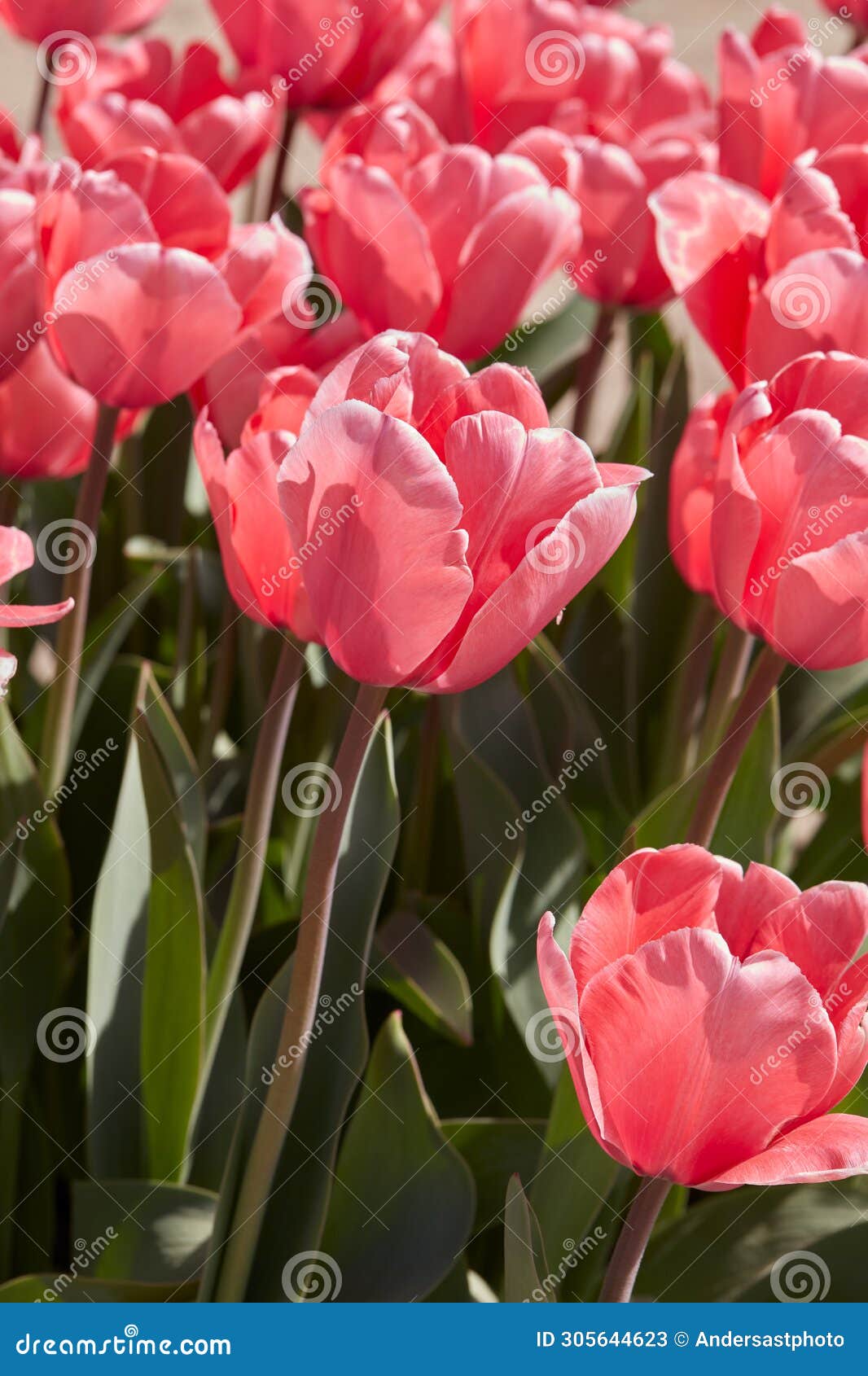 Tulip Pink With Green Leaf Stock Photo | CartoonDealer.com #242192856