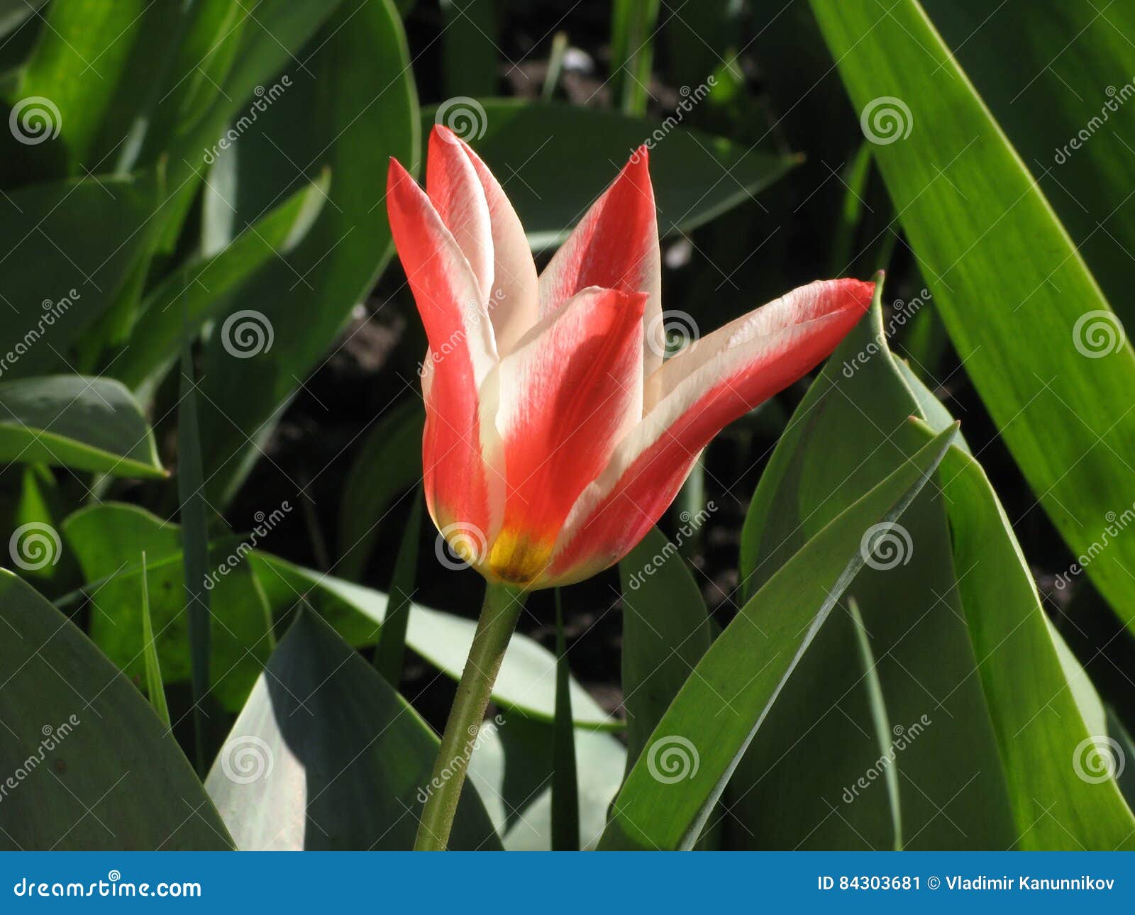Tulip Pinocchio Royalty-Free Stock Image | CartoonDealer.com #84308560