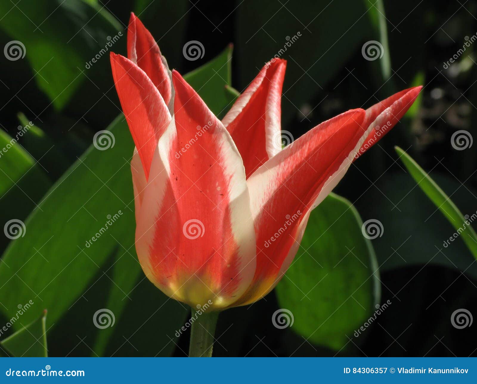 Tulip Pinocchio Royalty-Free Stock Image | CartoonDealer.com #84308560