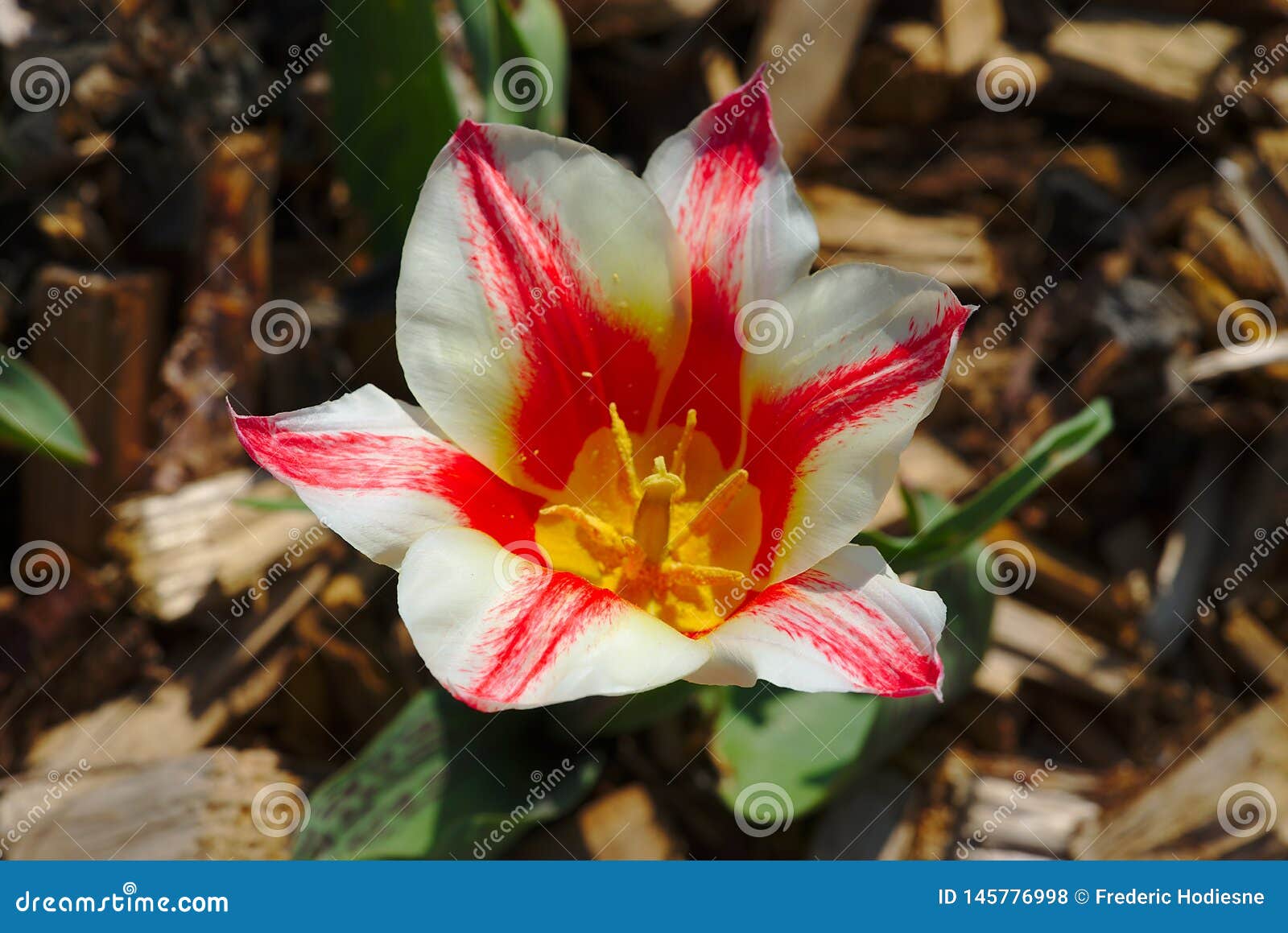 Tulip Pinocchio White and Red Stock Photo - Image of bloom, closeup ...