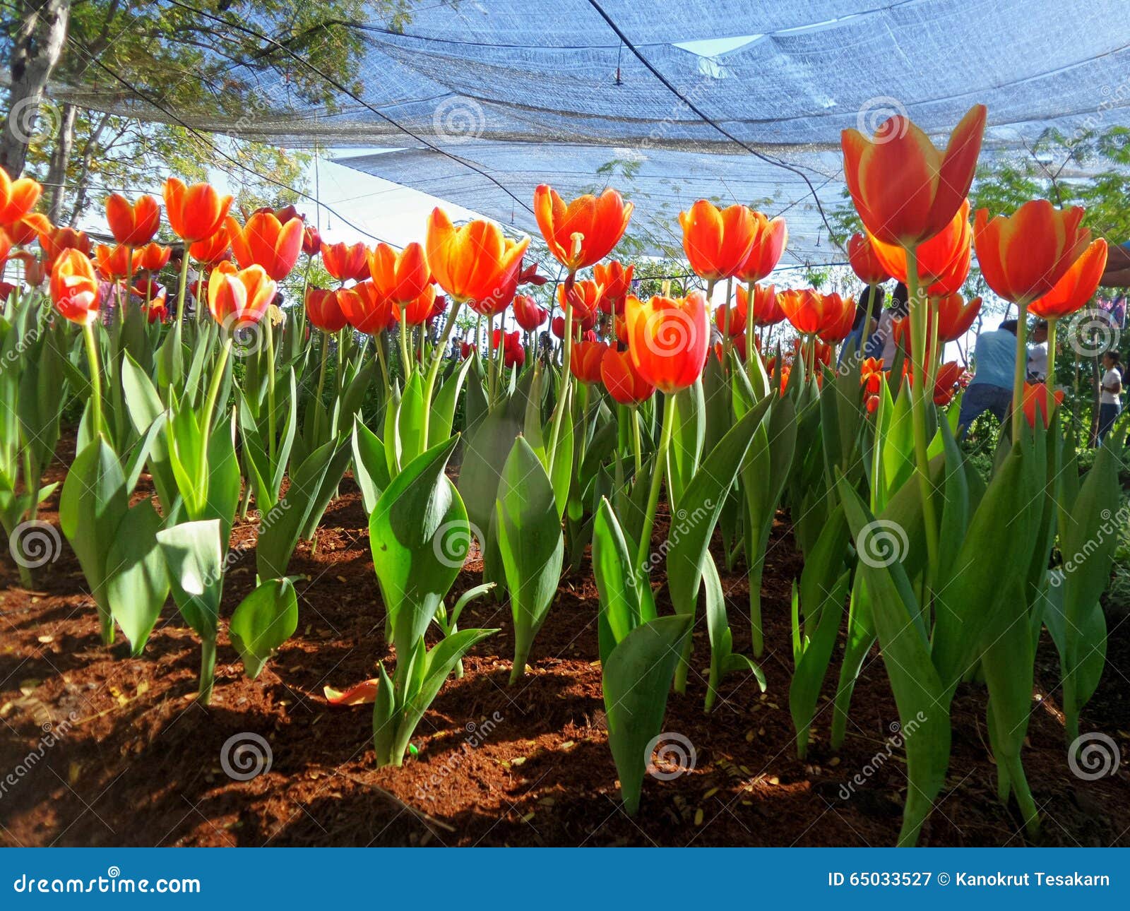 Tulip Plantation Under Shading Net Stock Image | CartoonDealer.com ...