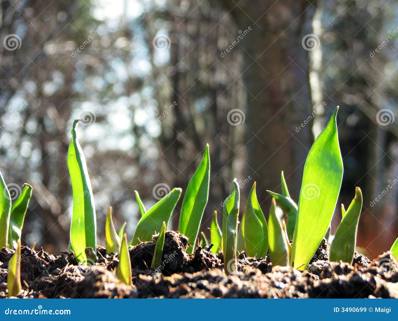 Tulip Plants Growing from Soil Stock Image - Image of botanical, tulip ...