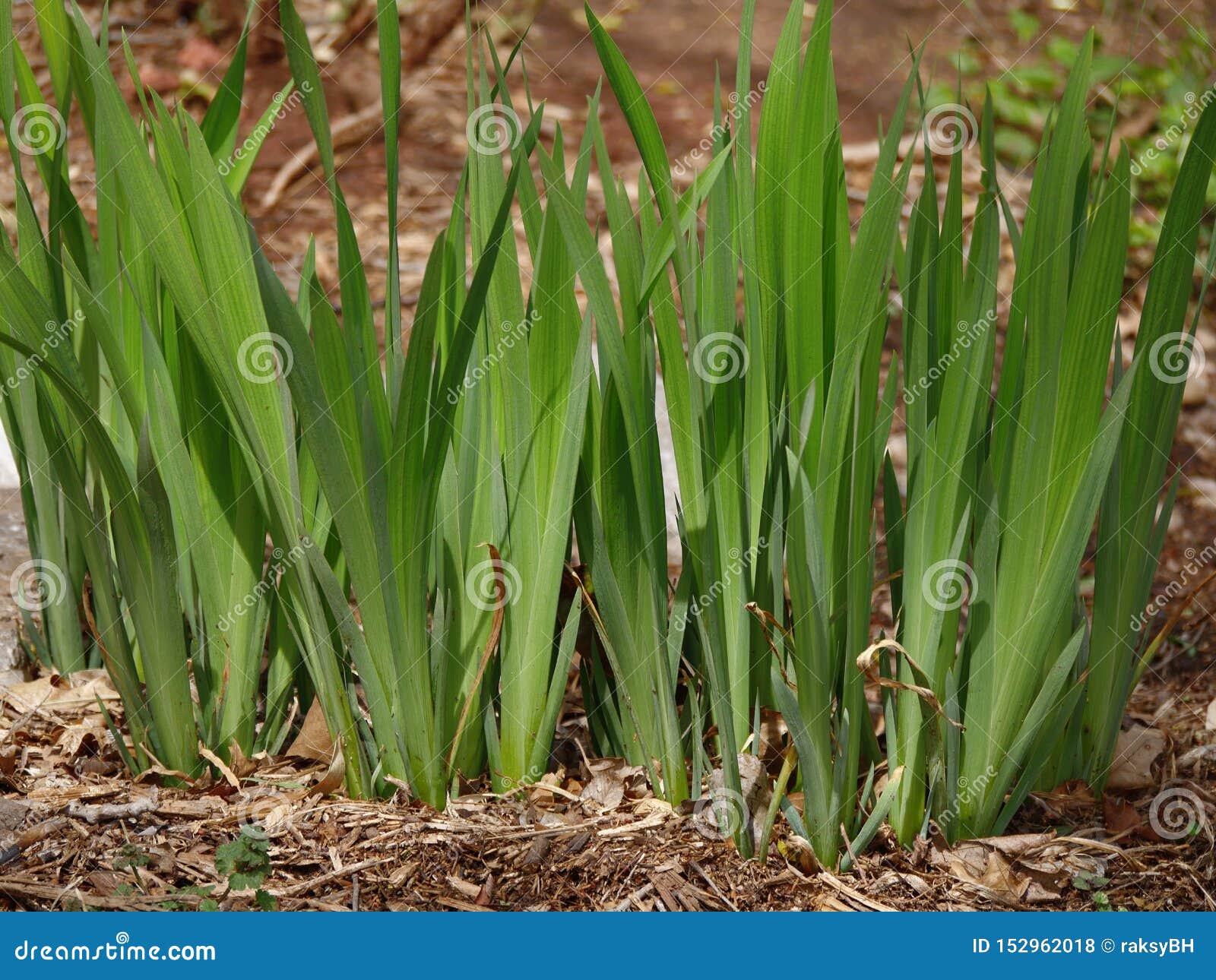 Tulip plants stock photo. Image of bloom, colorful, petal - 152962018