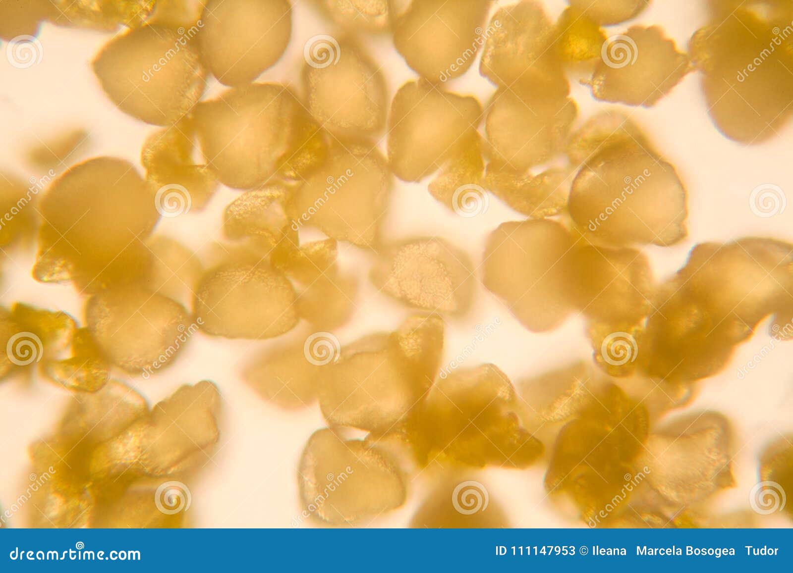 Tulip Pollen at the Microscope Stock Image - Image of blossom, nature ...