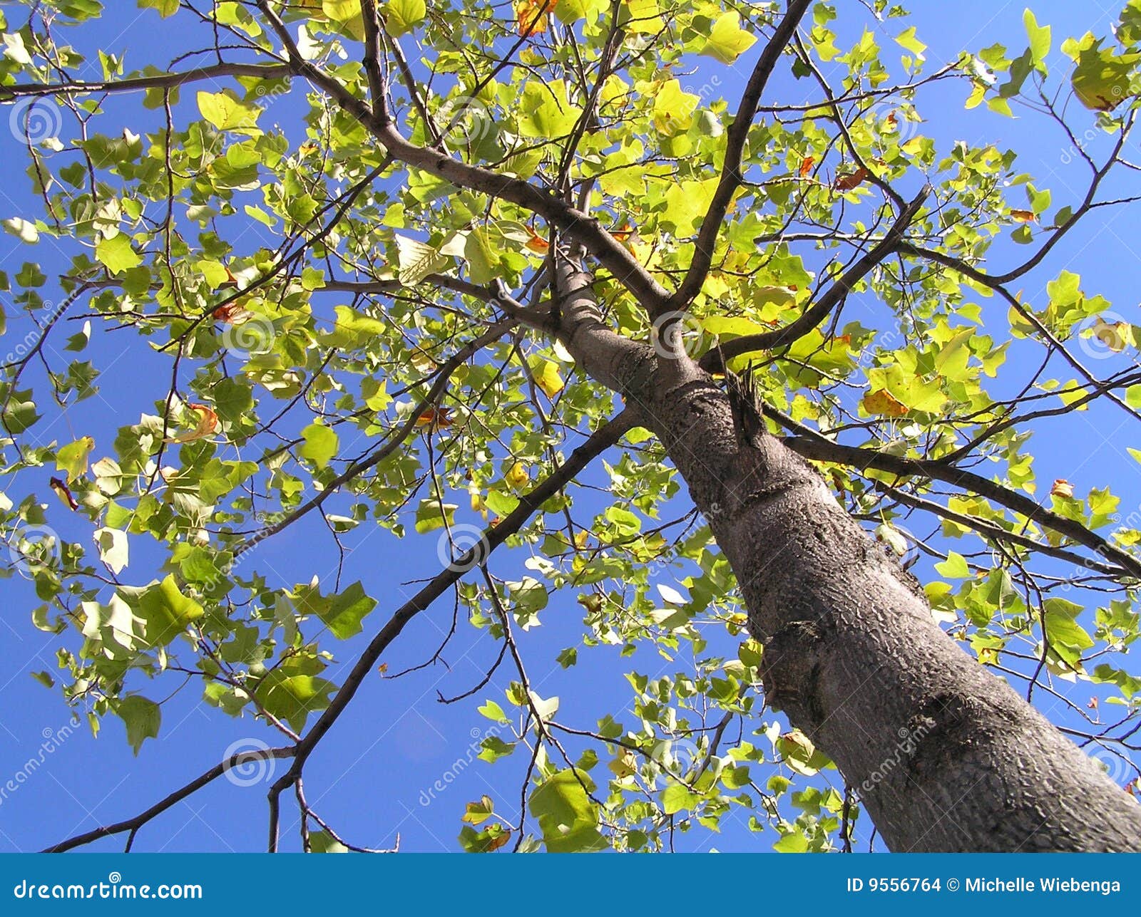 Liriodendron Tulipifera Fall Leaf Isolated On White Royalty-Free Stock ...
