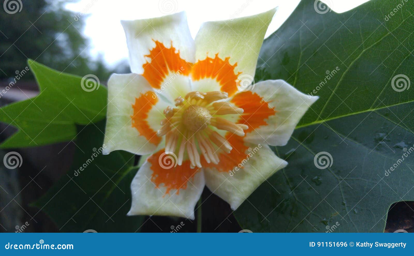Tulip poplar flower stock photo. Image of bloomed, poplar - 91151696