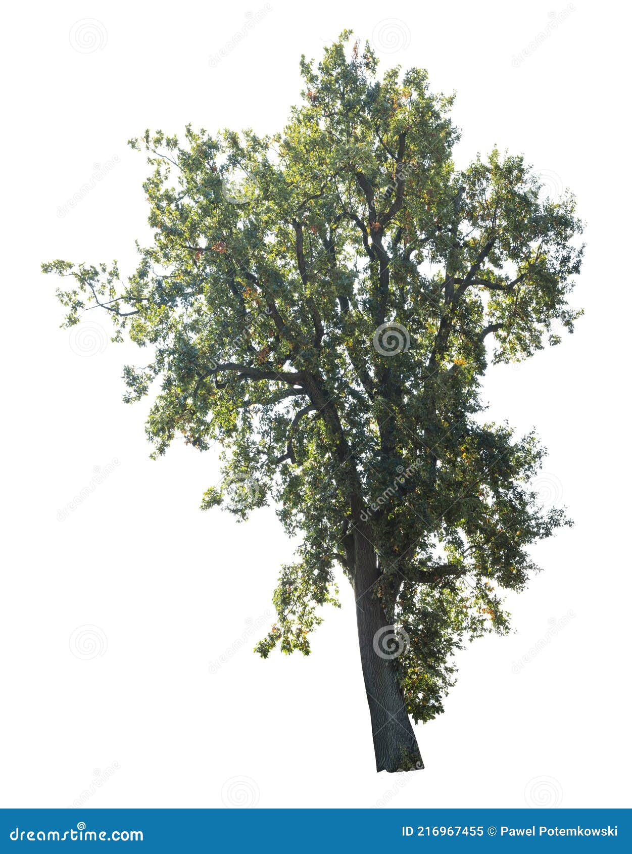 Tulip Poplar Tree In Autumn Isolated On White Background Royalty-Free ...