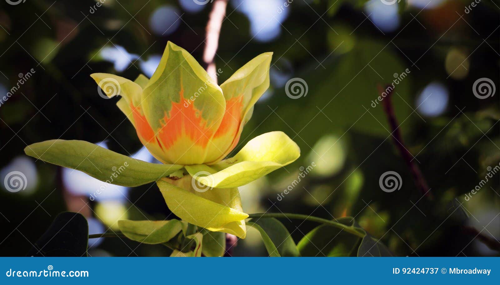 Tulip Poplar Tree in Bloom stock image. Image of colors - 92424737