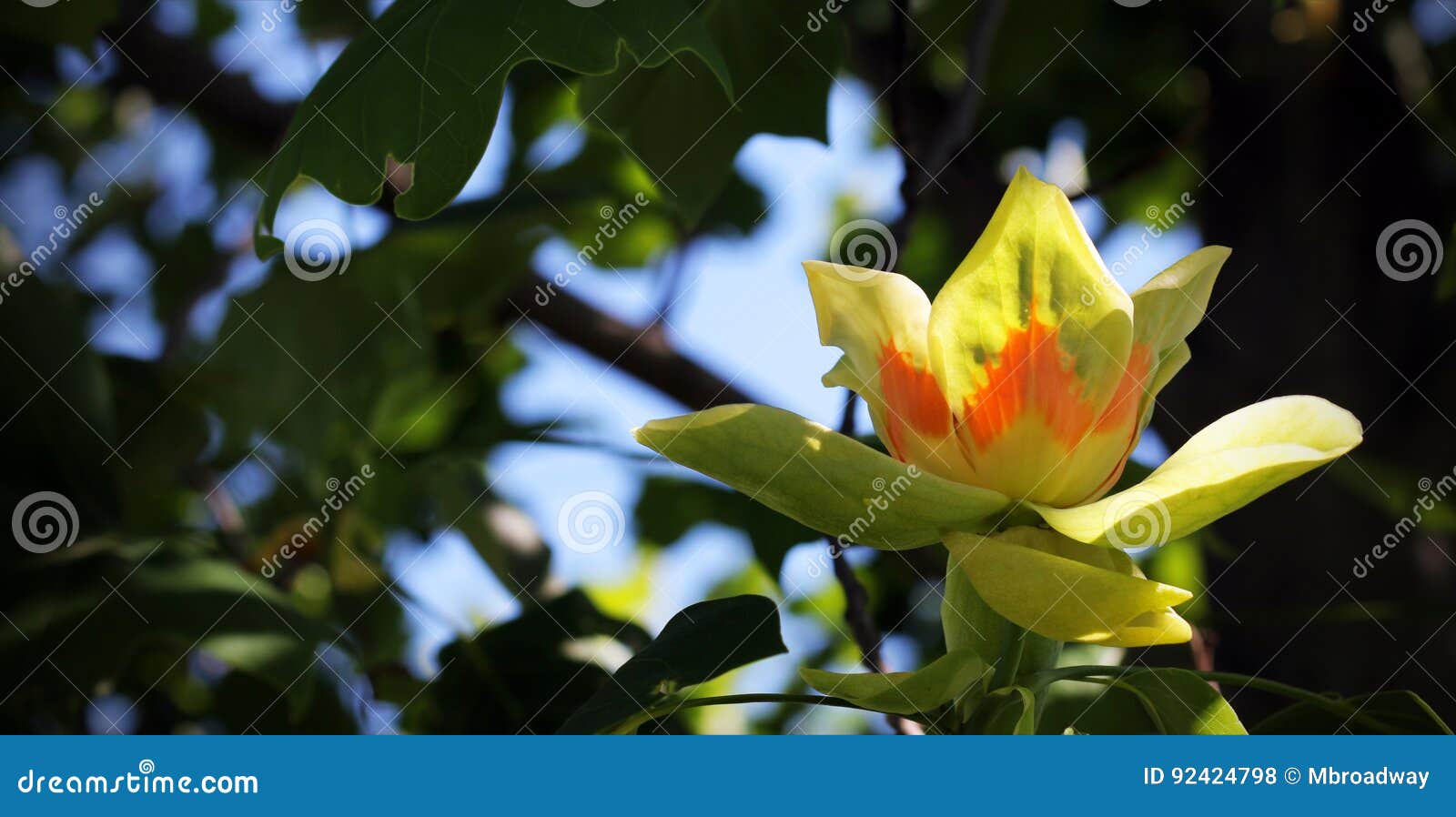 Tulip Poplar Tree in Bloom stock photo. Image of blooms - 92424798