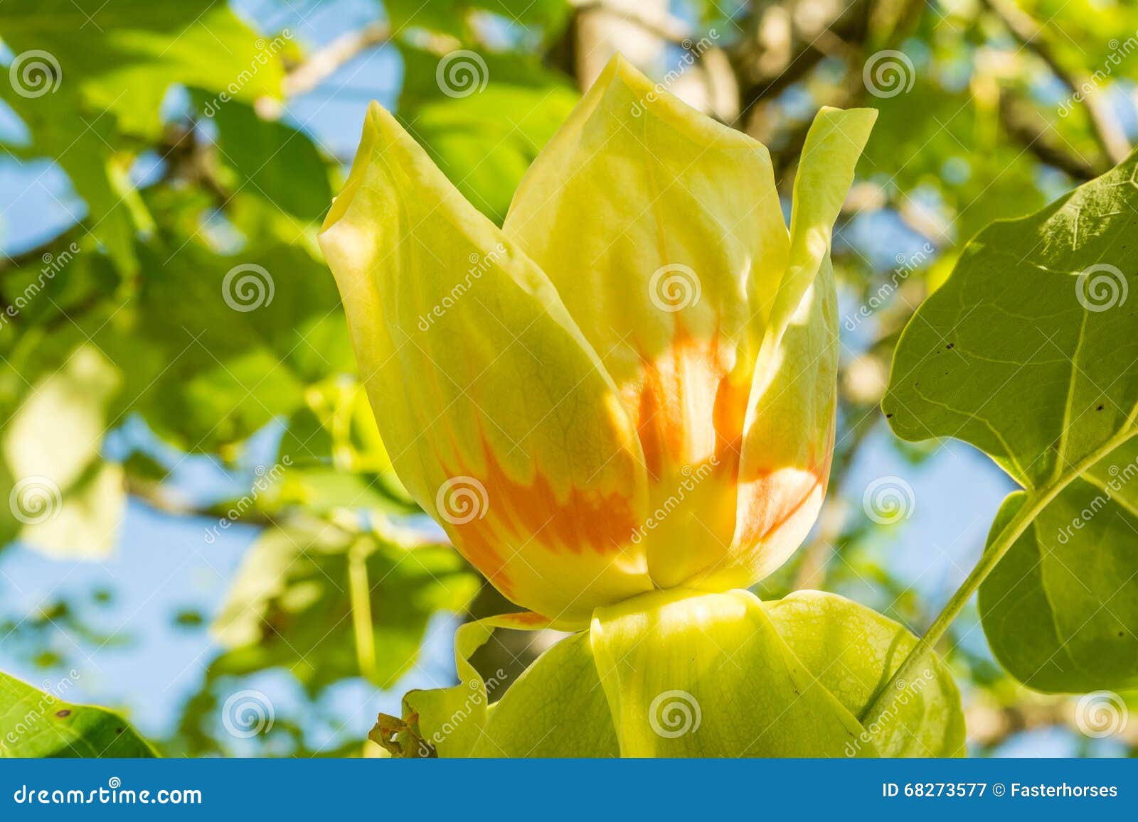 Tulip Poplar Tree Flowers. stock image. Image of angiosperms - 68273577
