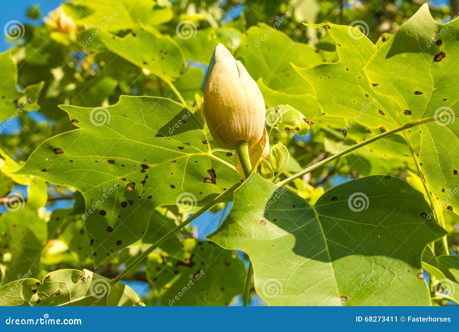 Tulip Poplar Tree Flowers. stock image. Image of colors - 68273411
