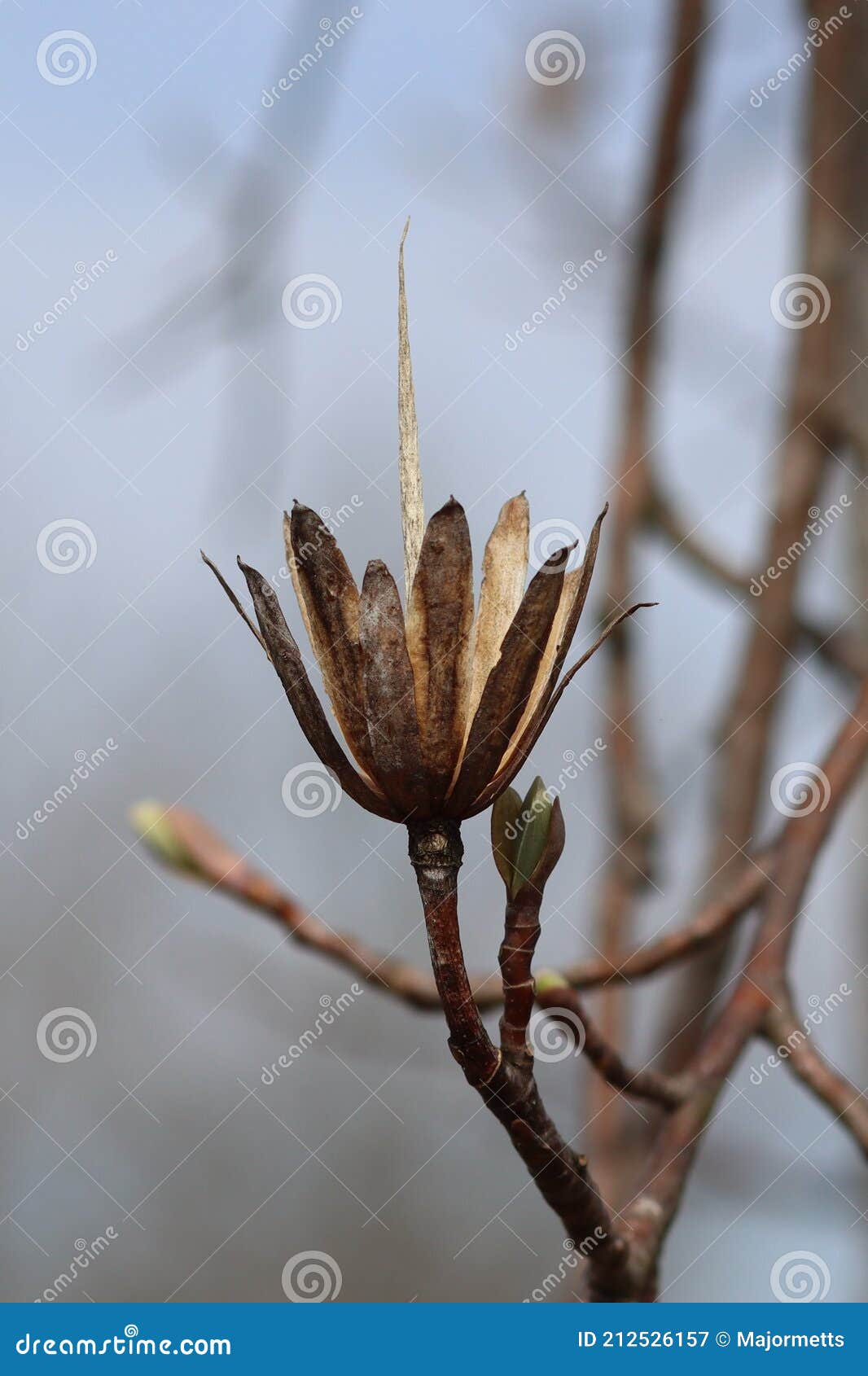 Tulip Poplar Tree Seed Head Study Stock Image - Image of green, trees ...