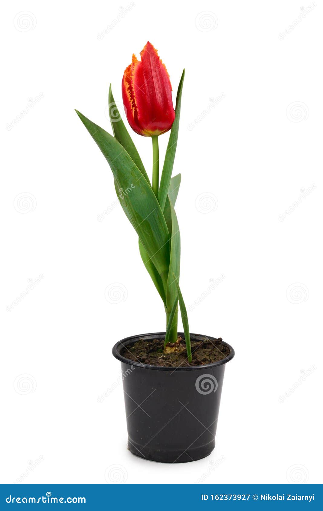 Tulip in a Pot Isolated on White Background Stock Image - Image of ...