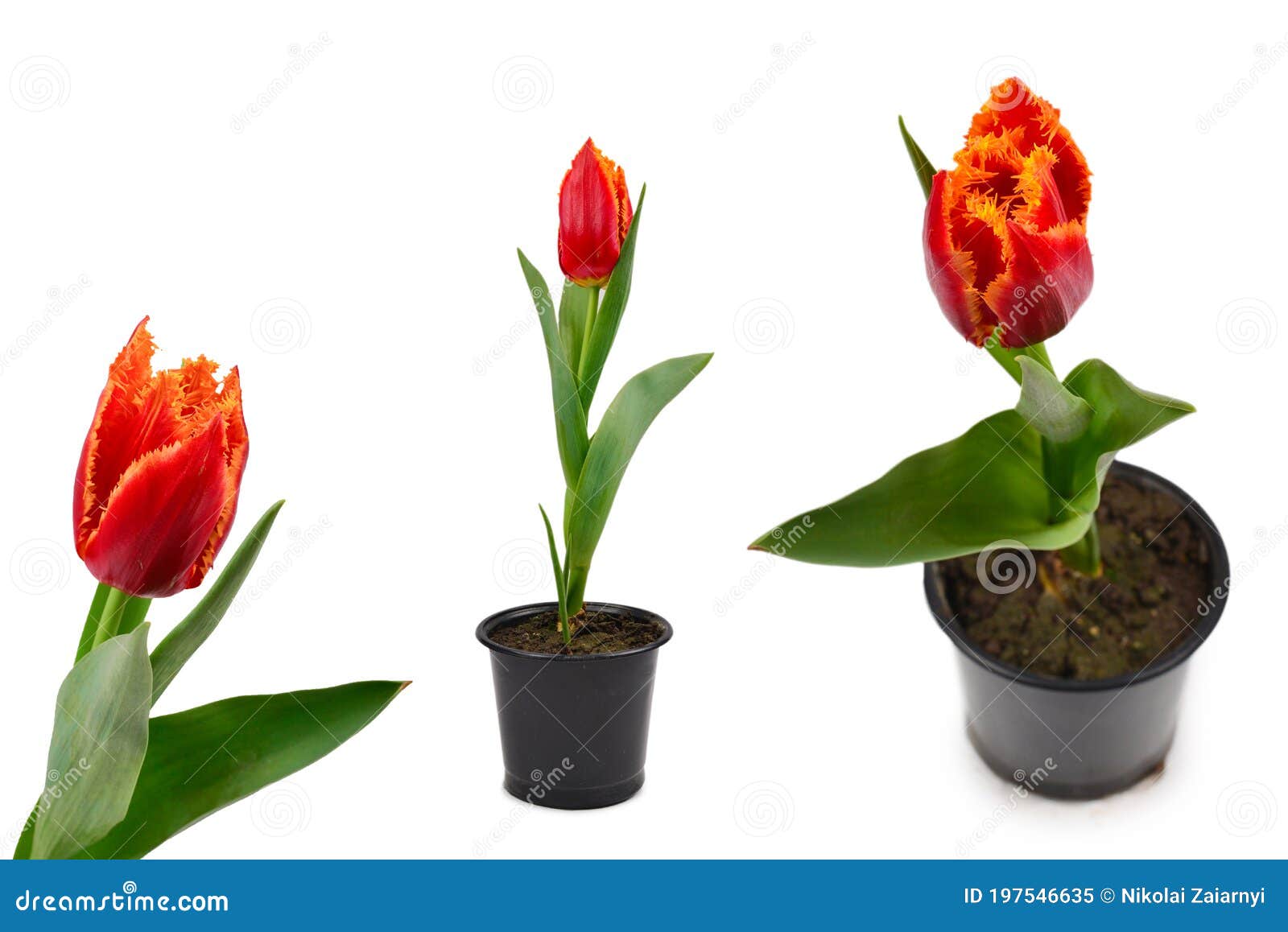 Tulip in a Pot Isolated on White Background Stock Image - Image of ...