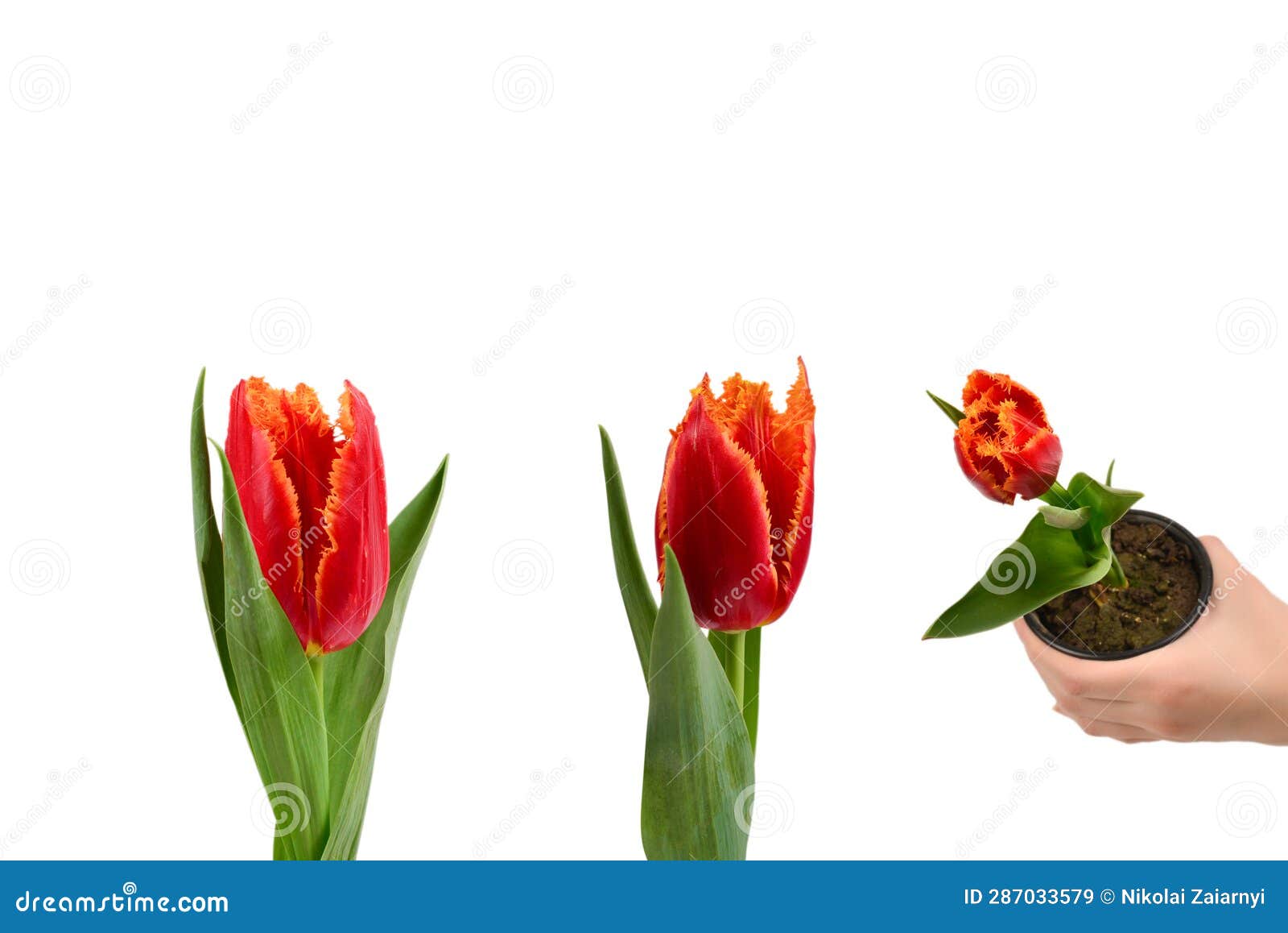 Tulip in a Pot Isolated on White Background Stock Image - Image of ...