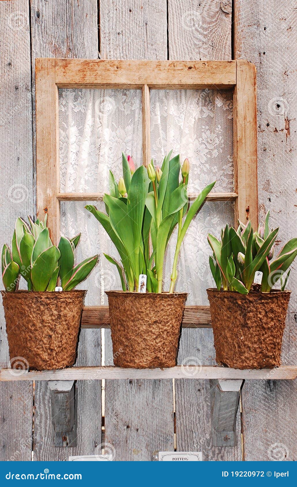 Tulip pots in window stock photo. Image of windowsill - 19220972
