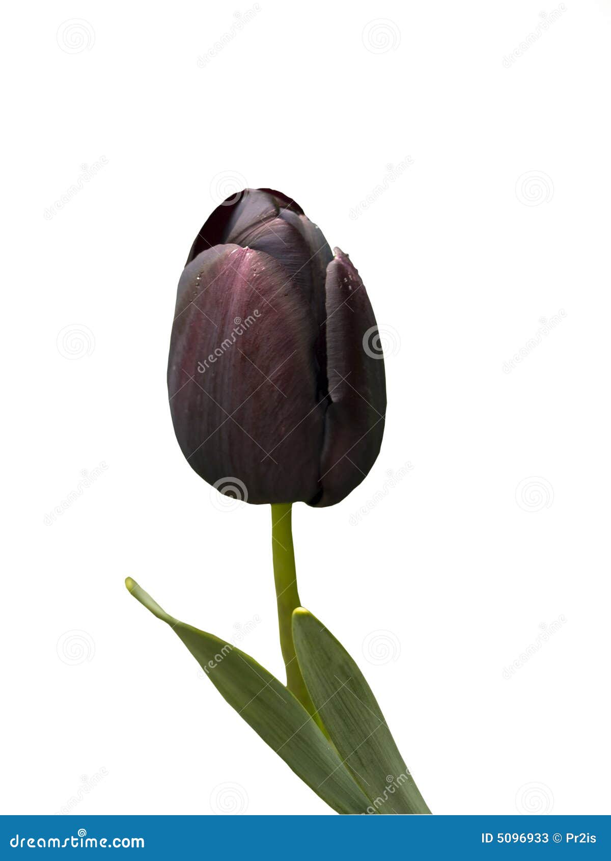 Tulip Queen of the Night stock image. Image of stem, hybrid - 5096933