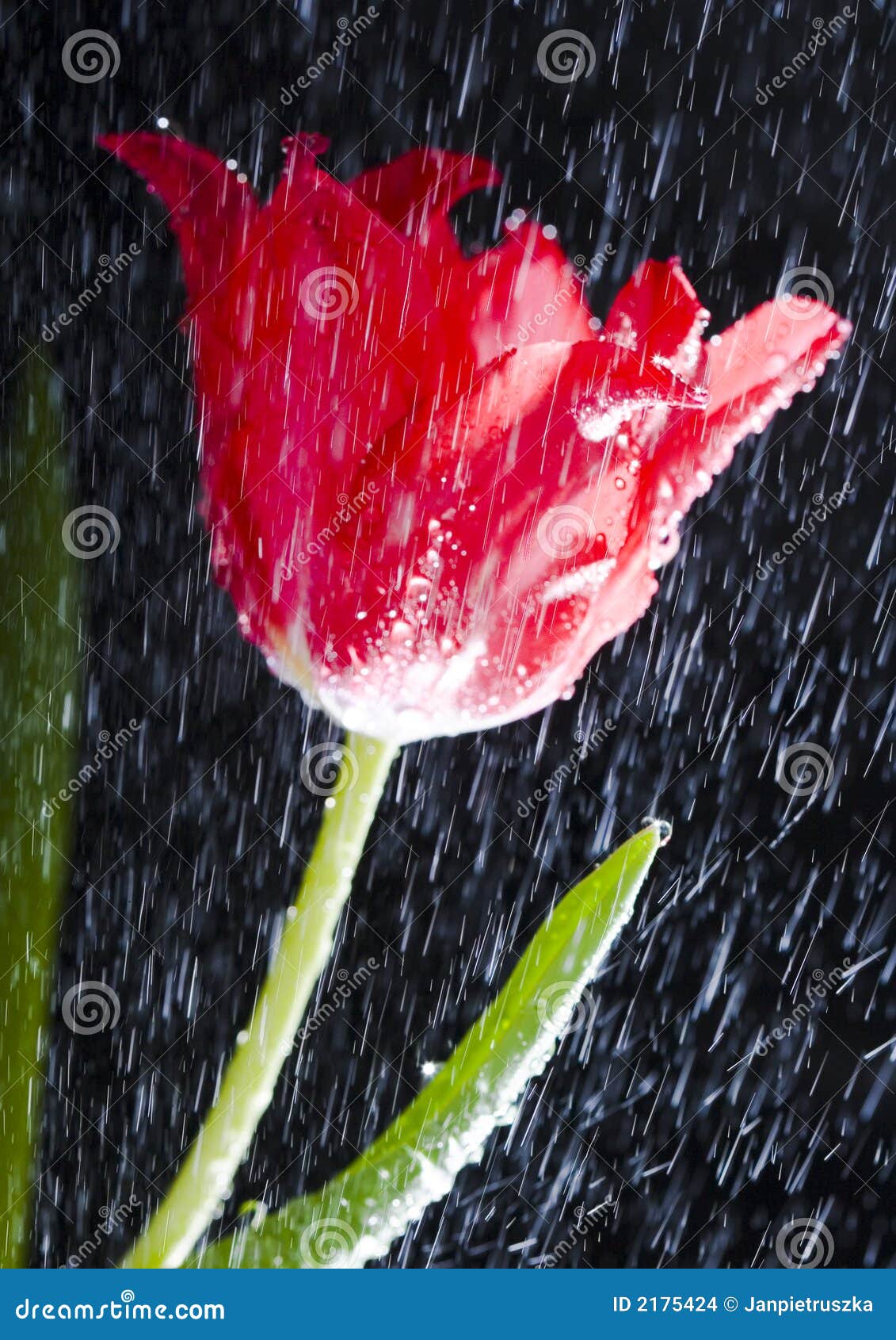 Tulip in the rain stock photo. Image of water, raining - 2175424