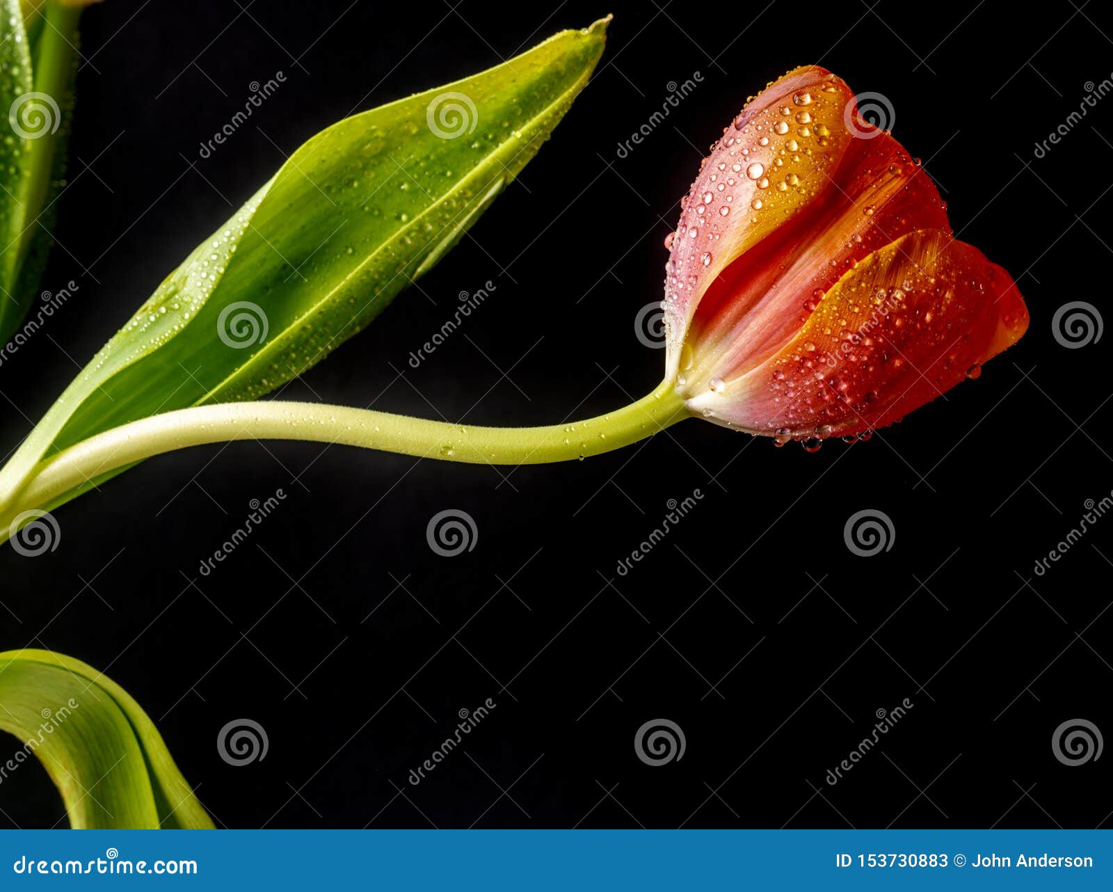 Tulip in studio setting stock image. Image of showy - 153730883