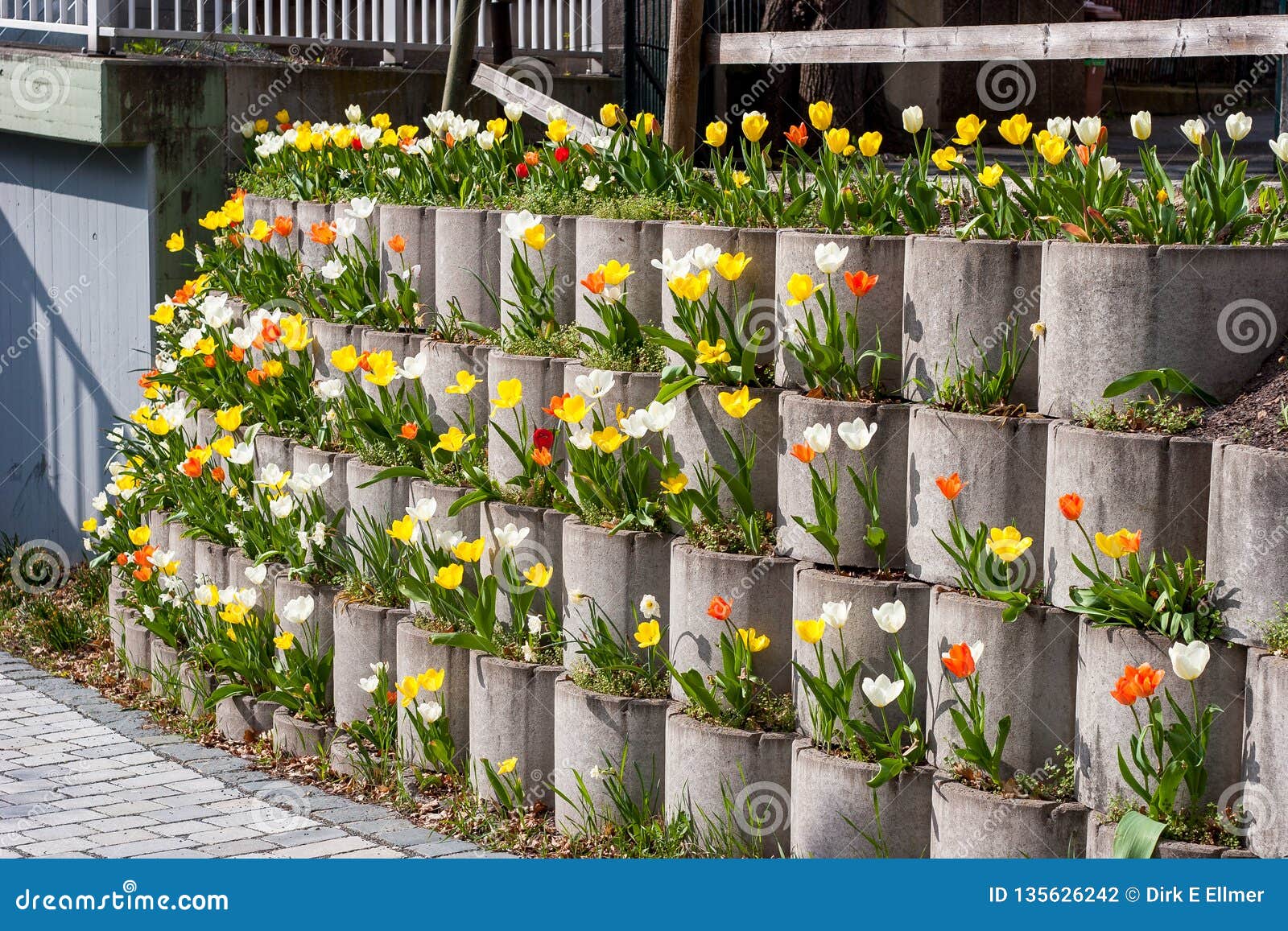 Tulip retaining wall stock photo. Image of colours, ornamental - 135626242