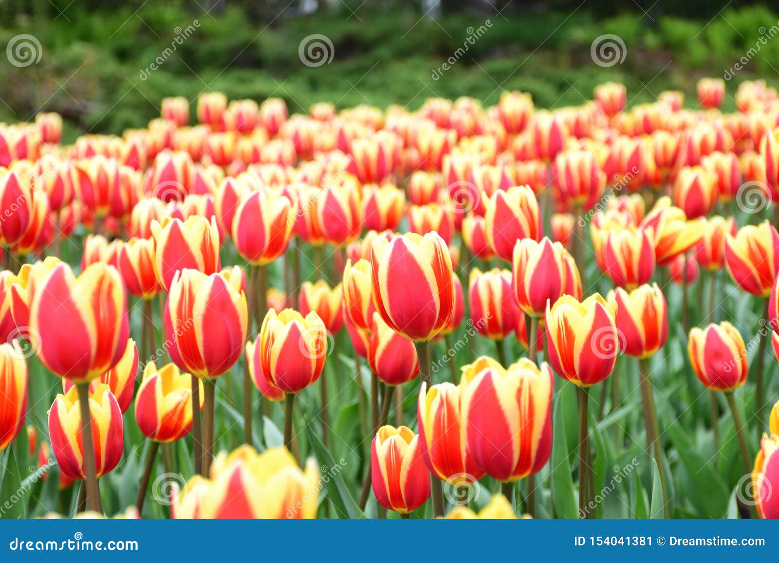 Tulip- Return of spring stock image. Image of worlds - 154041381