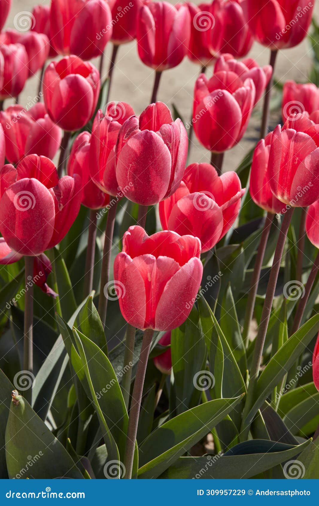 Tulip Rosy Delight, Pink Flowers in Spring Stock Image - Image of ...