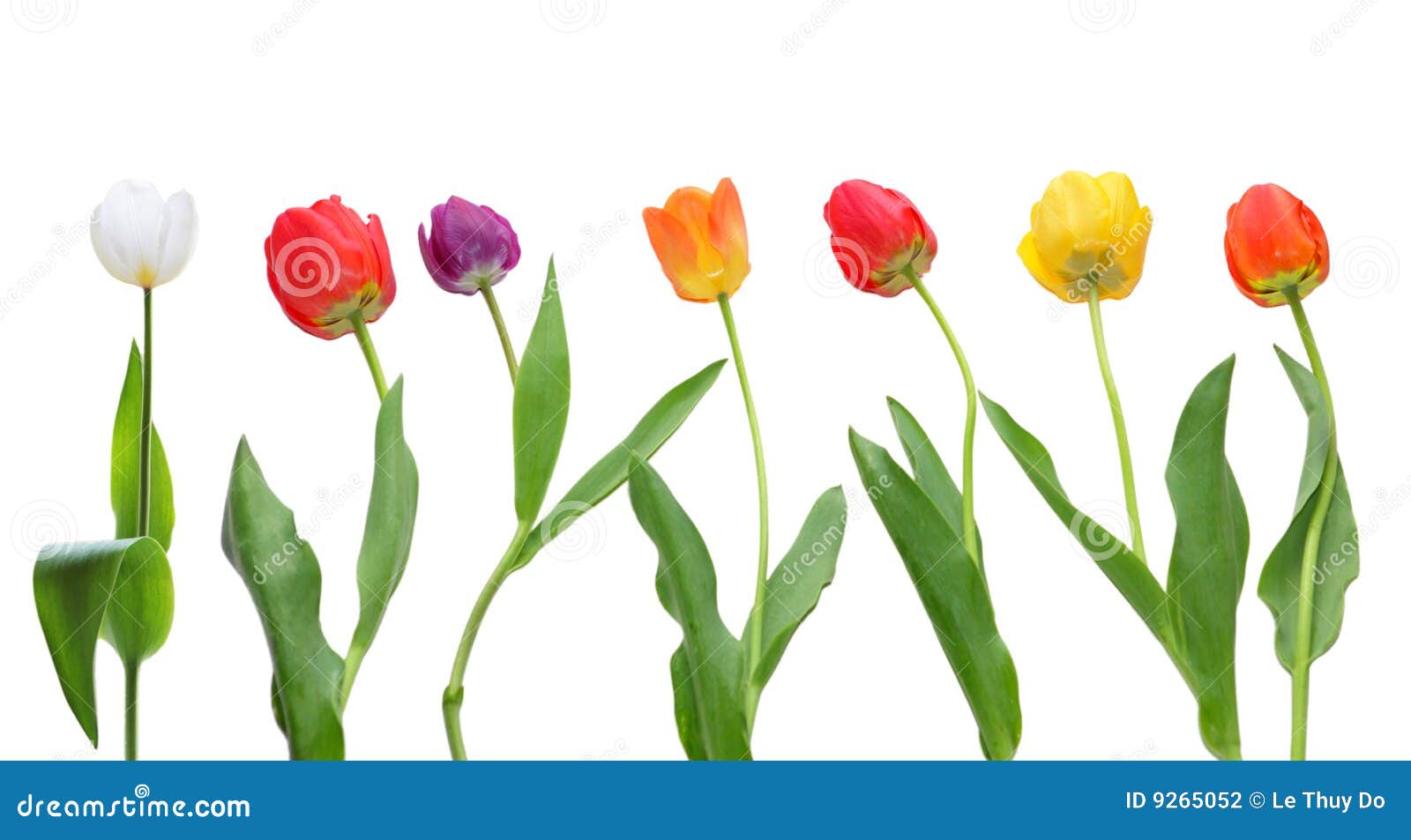 Orange Tulip Is A Dutch Symbol. Royalty-Free Stock Photo ...