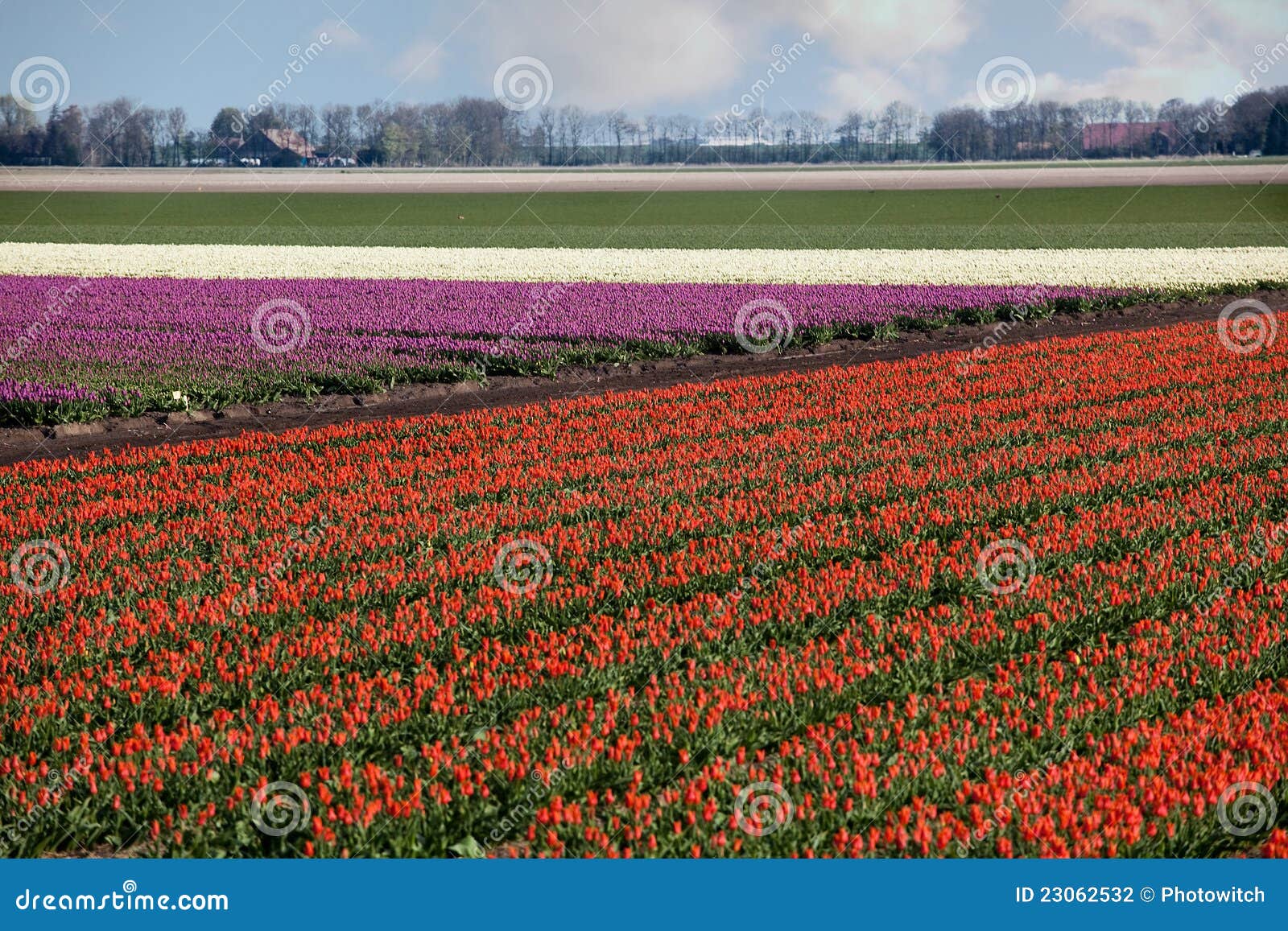 Tulip Rows in Springtime Holland Stock Photo - Image of dutch ...
