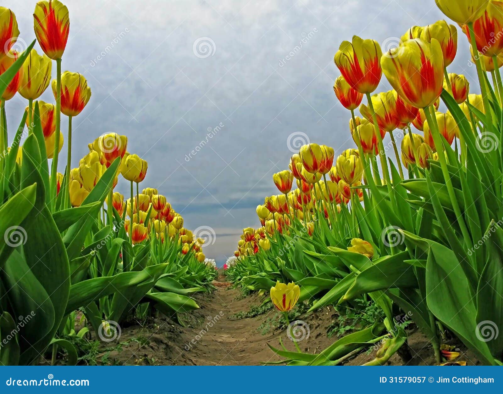 Tulip Rows - Vue De Niveau Du Sol Image stock - Image du contexte ...