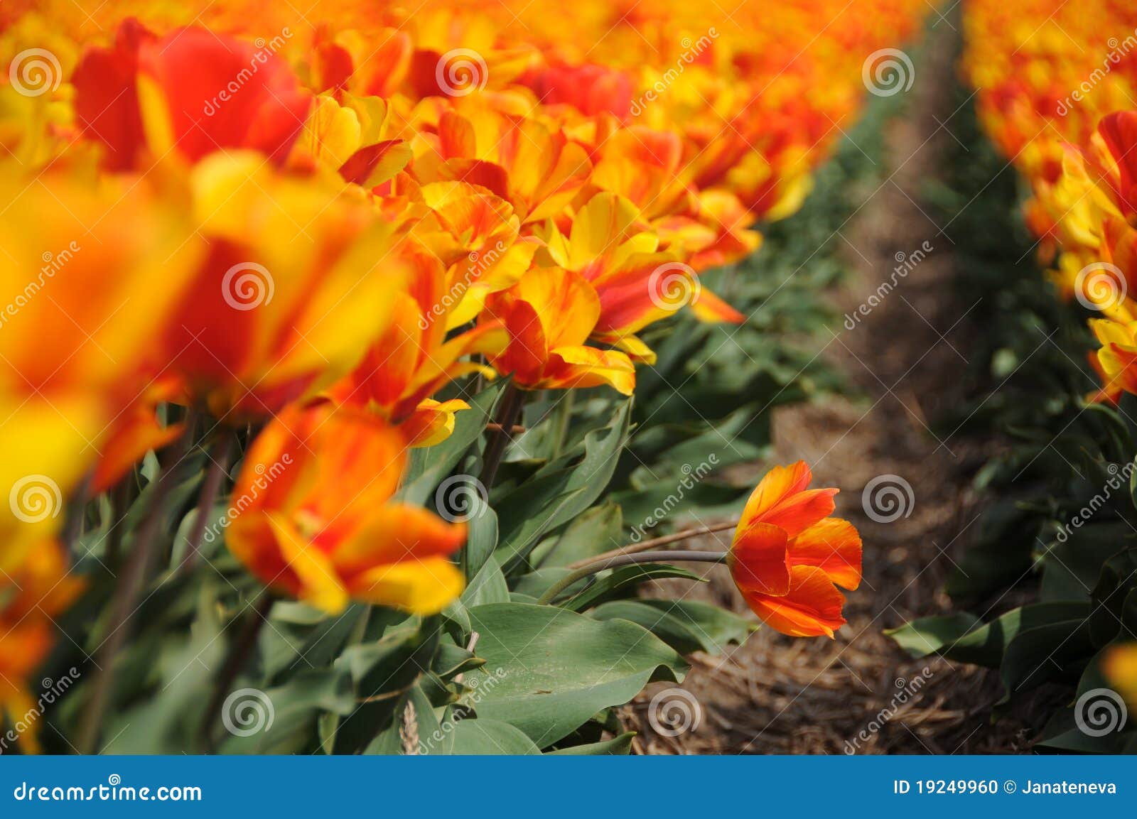 Tulip sea stock photo. Image of tulips, outdoor, bulb - 19249960