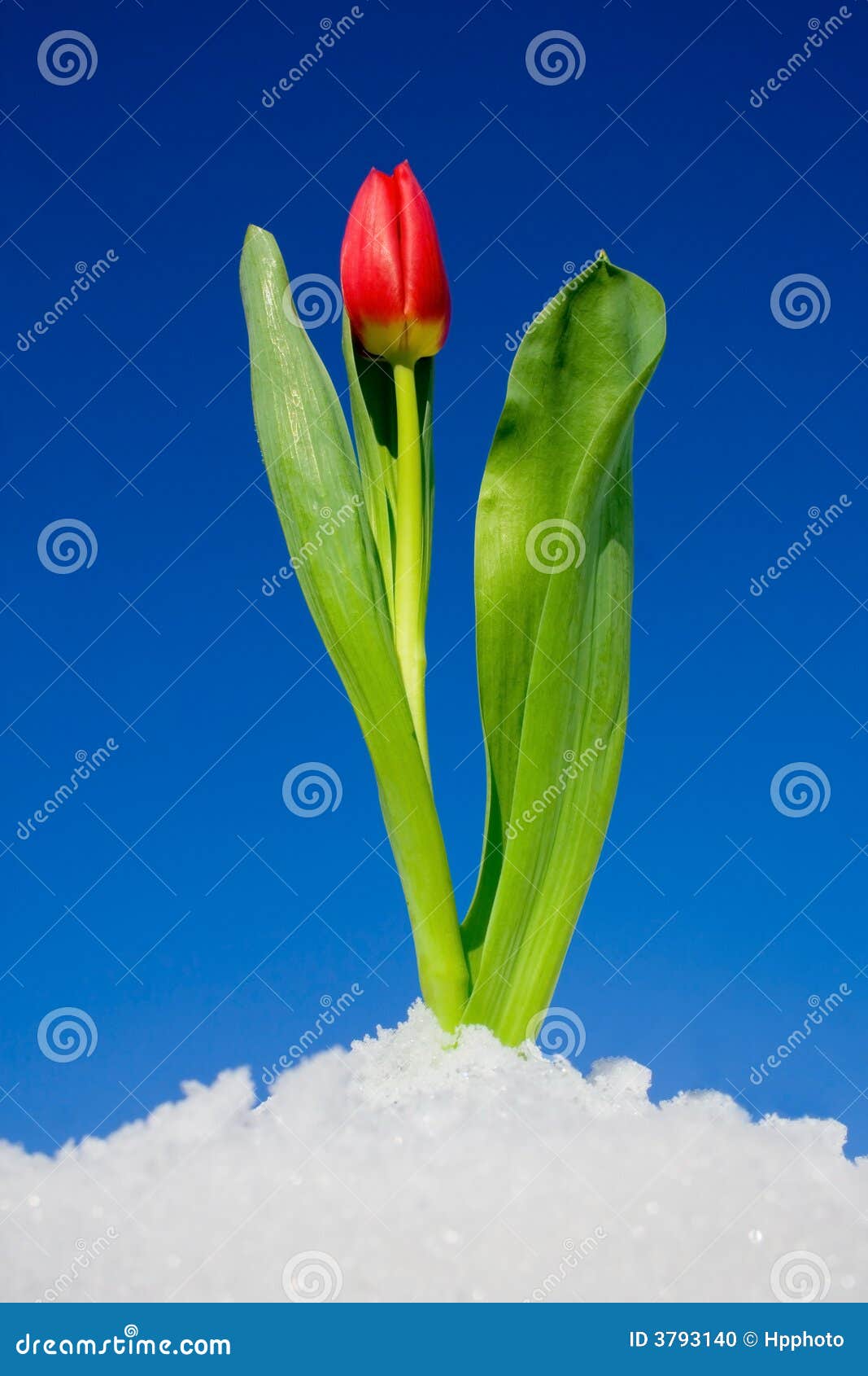 Tulip in the snow stock photo. Image of park, ground, plant - 3793140