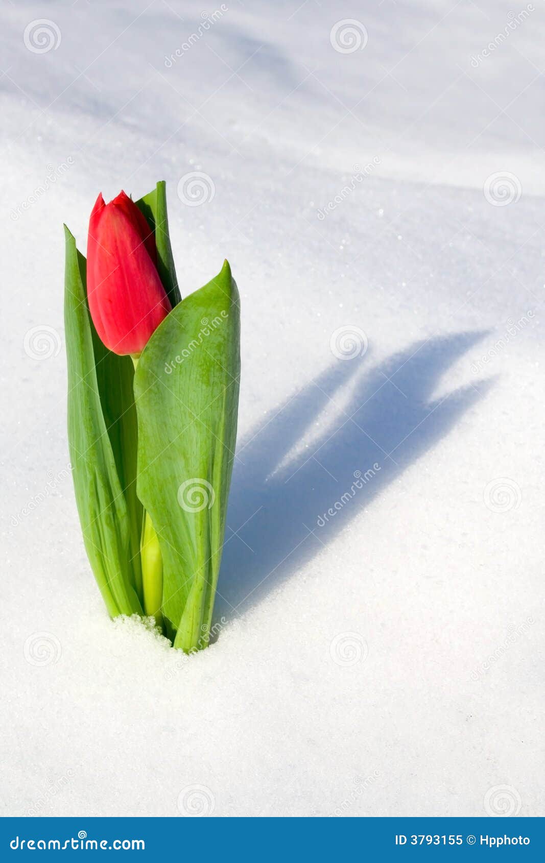 Tulip in the snow stock image. Image of burgeon, detailed - 3793155