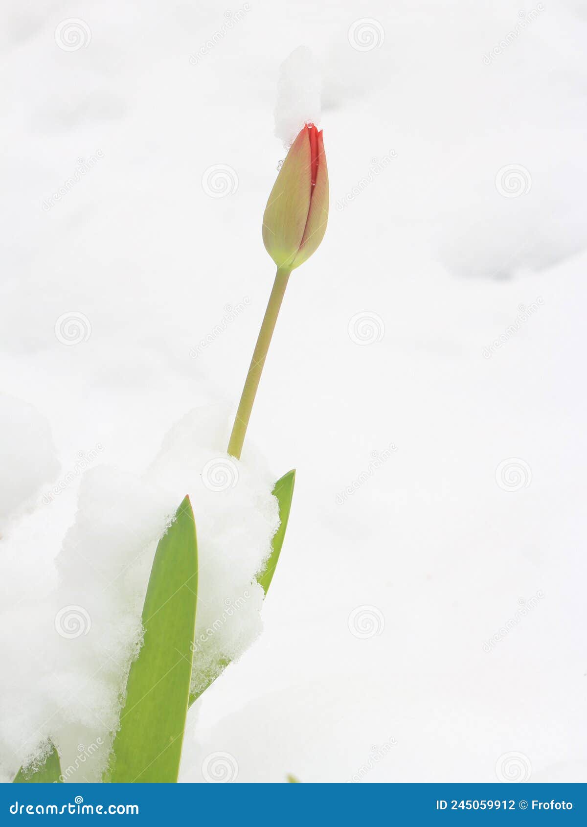 Tulip and snow stock photo. Image of blossom, bloom - 245059912