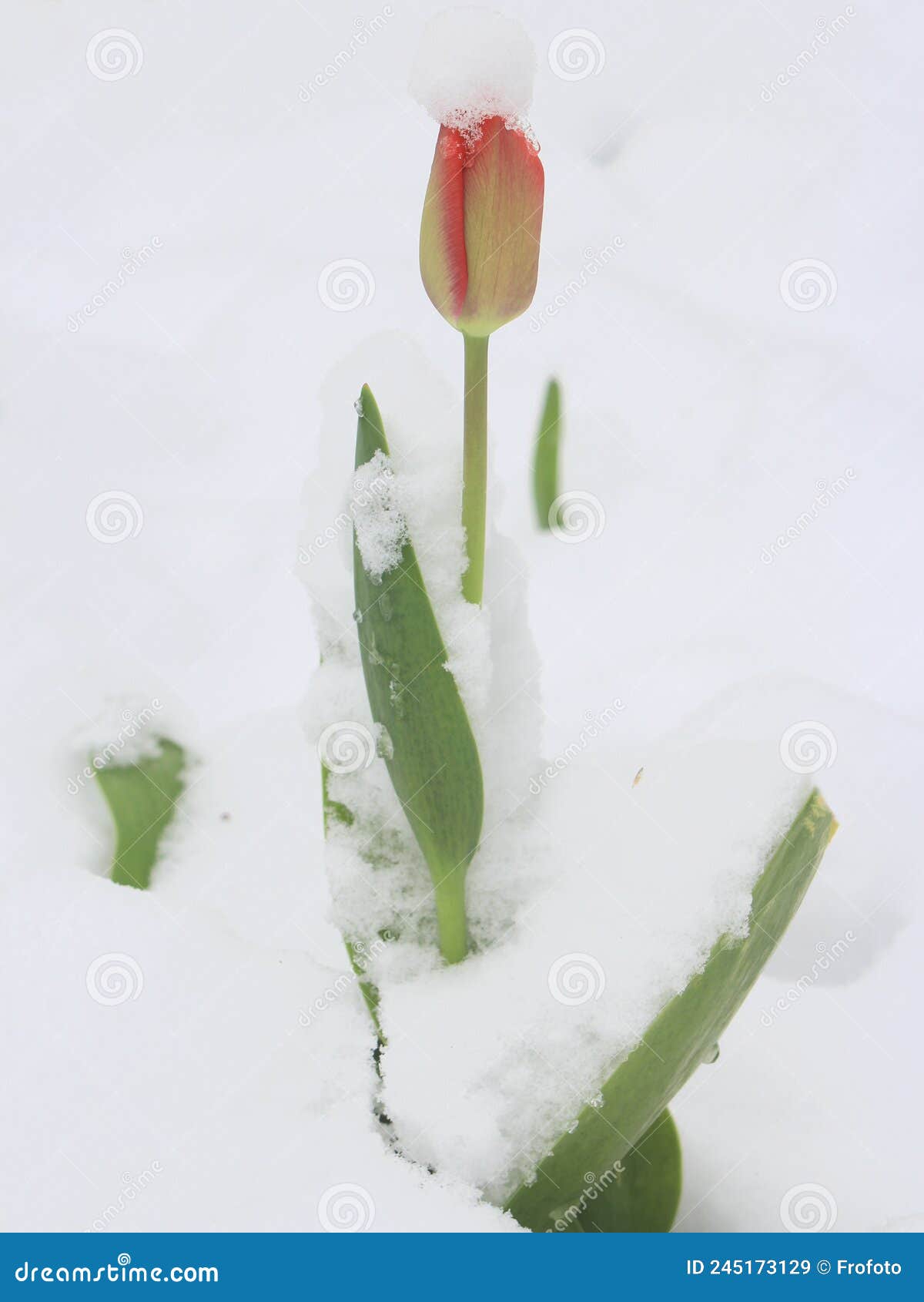 Tulip and snow stock image. Image of flower, blossom - 245173129